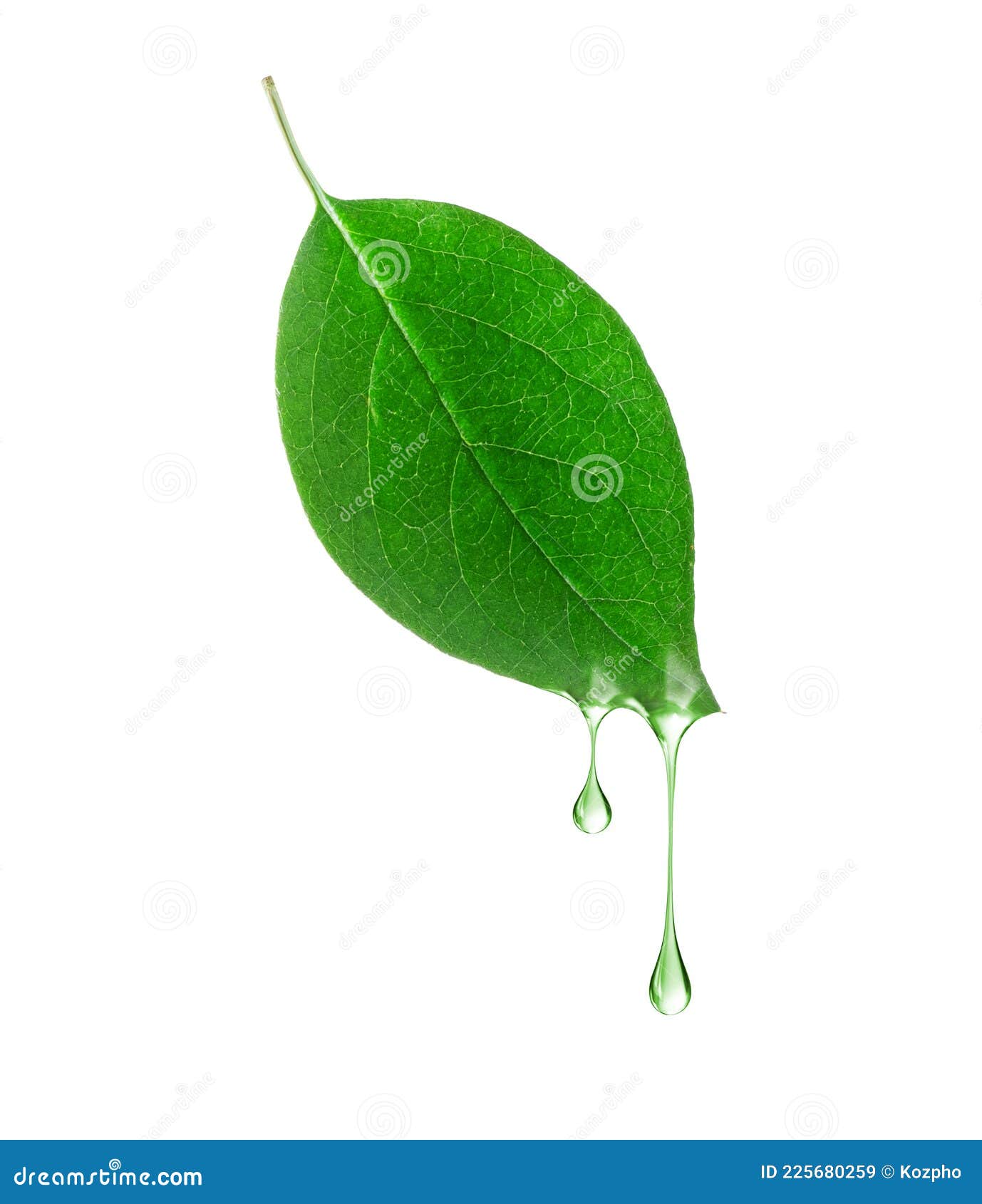 Drops Dripping from a Leaf on a White Background Stock Image - Image of ...