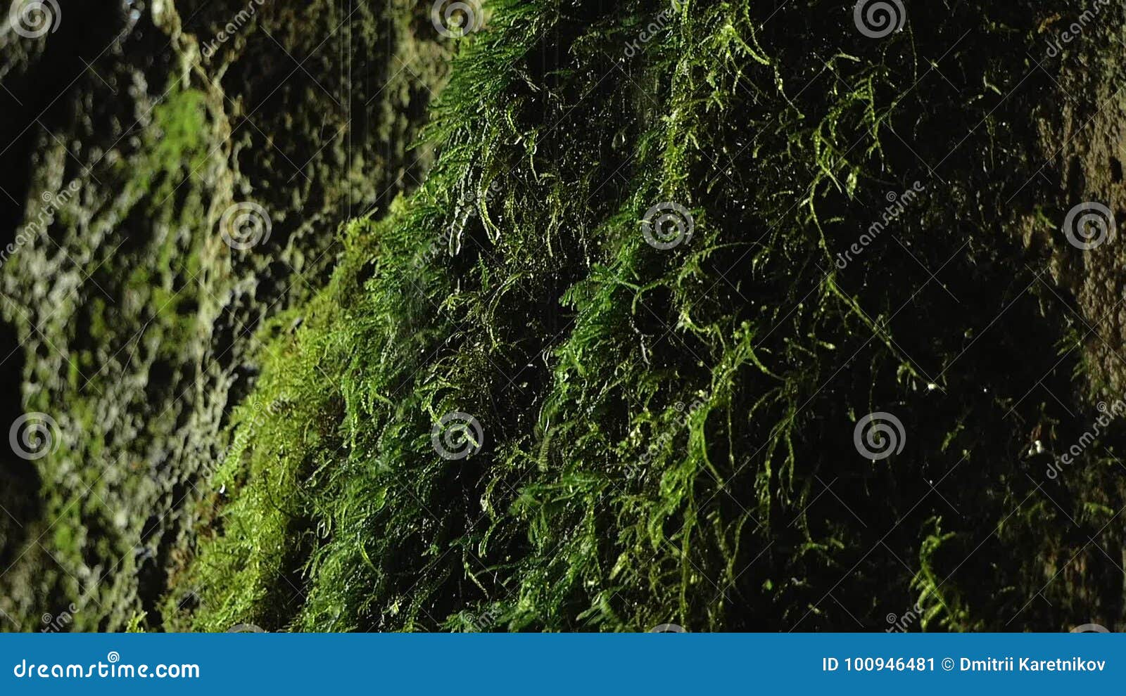 Drops Dripping on Moss in a Cave Stock Video - Video of grotto ...