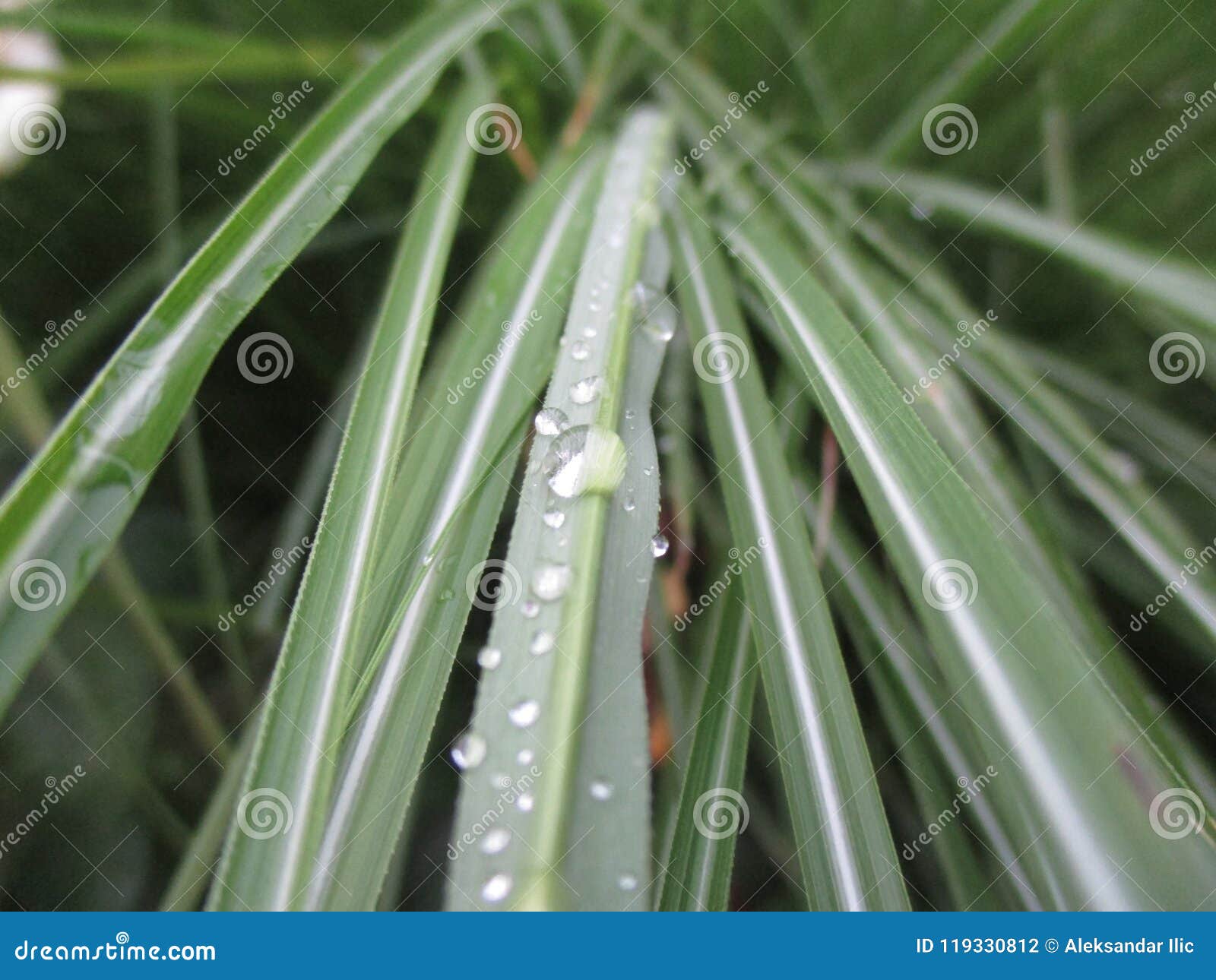 Drops or drizzle stock photo. Image of grass, blades - 119330812