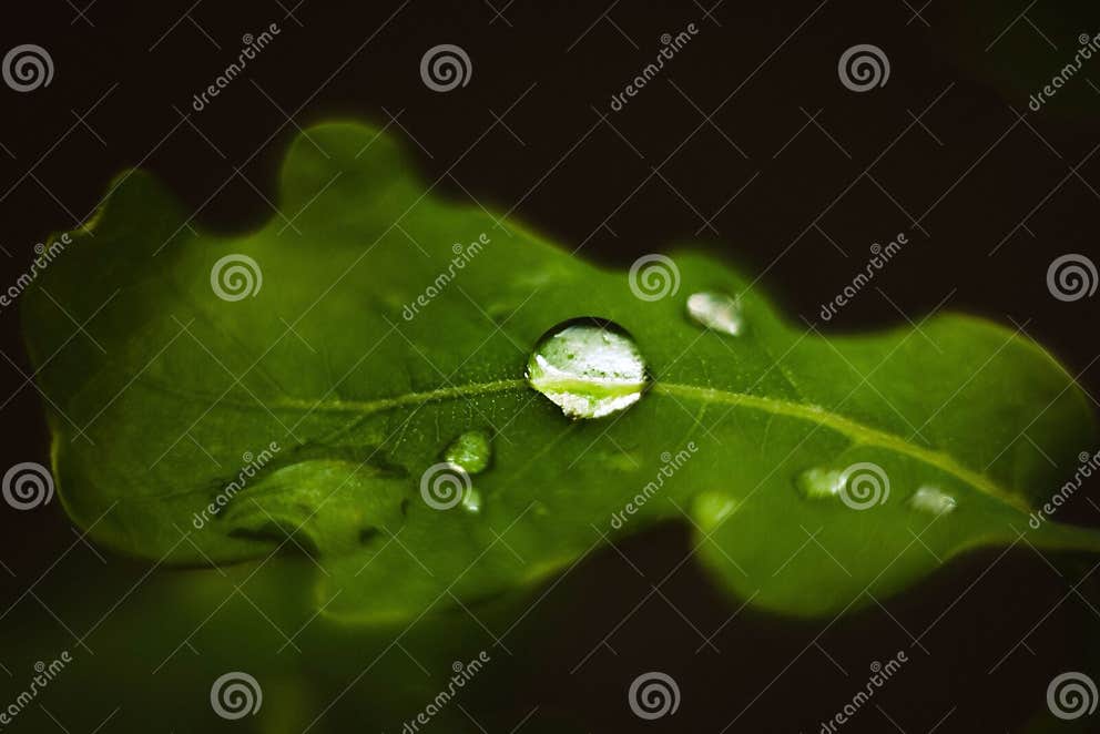 Drops stock image. Image of drops, canon, helios, leaf - 52014325
