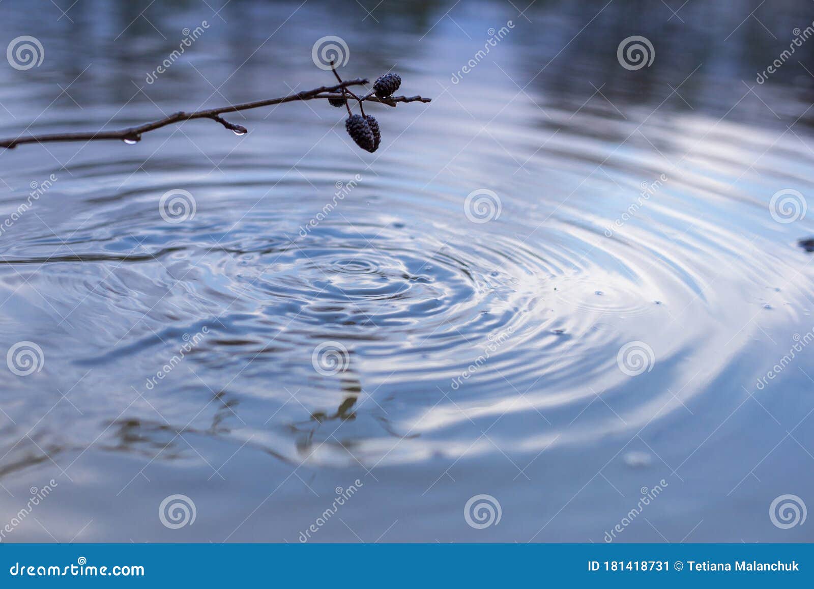 Drops Dripping from a Branch Down To the River Stock Image - Image of ...