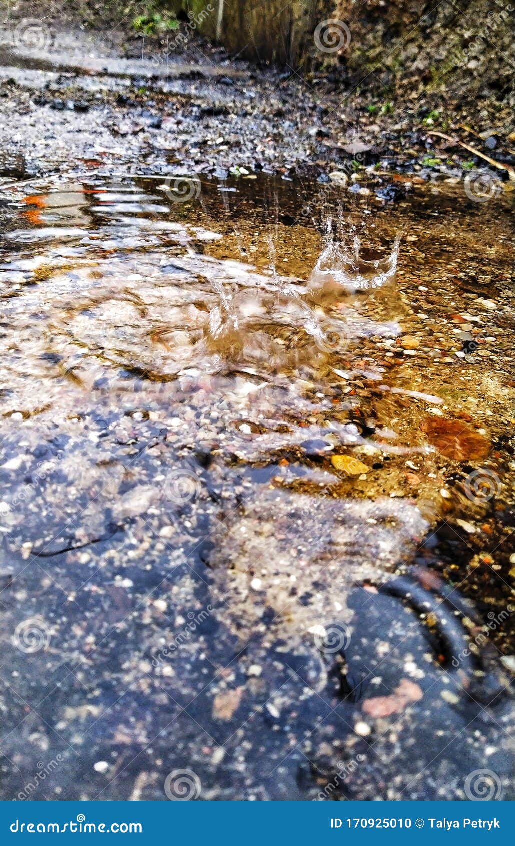 Drops falling in a puddle stock photo. Image of falling - 170925010