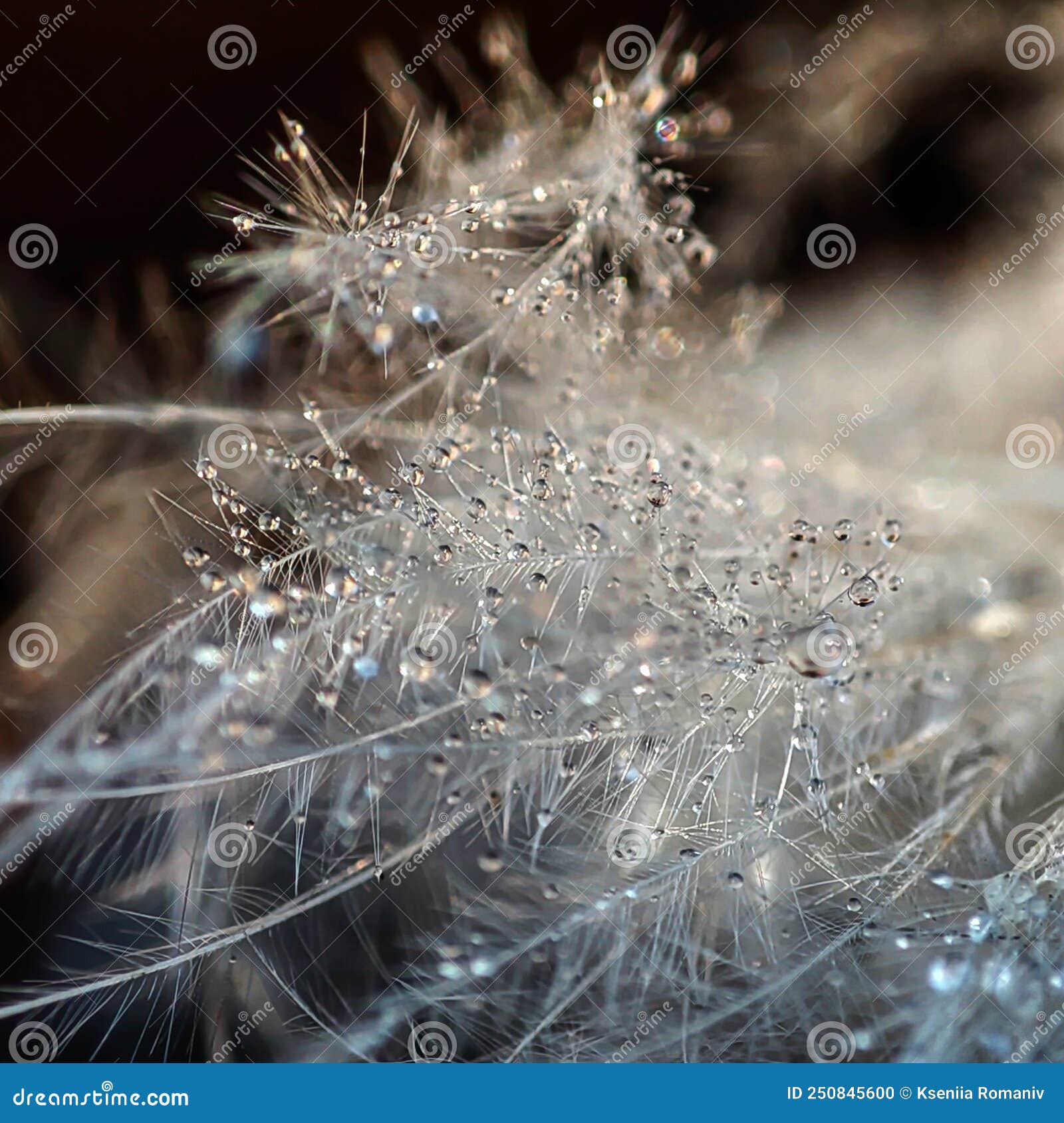 Drops on a Feather, Macro Lens. Stock Photo - Image of moisture, plant ...