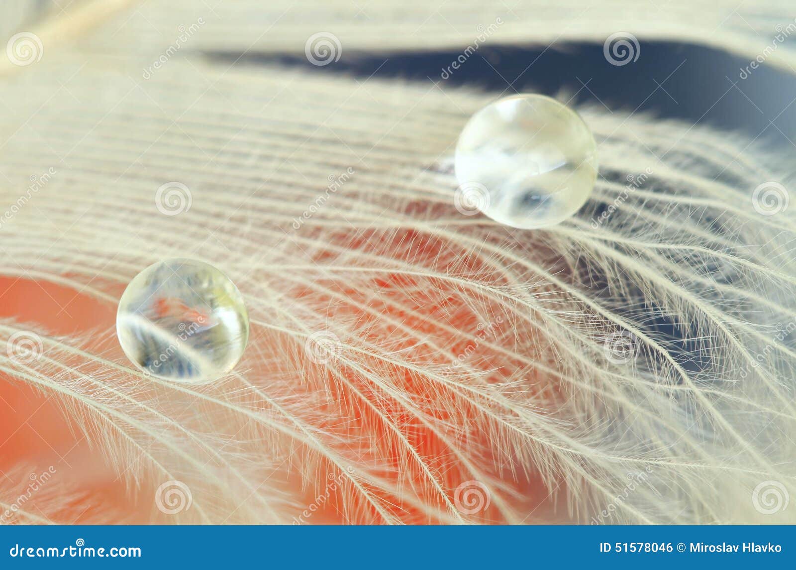 Drops on feather stock photo. Image of drop, feather - 51578046