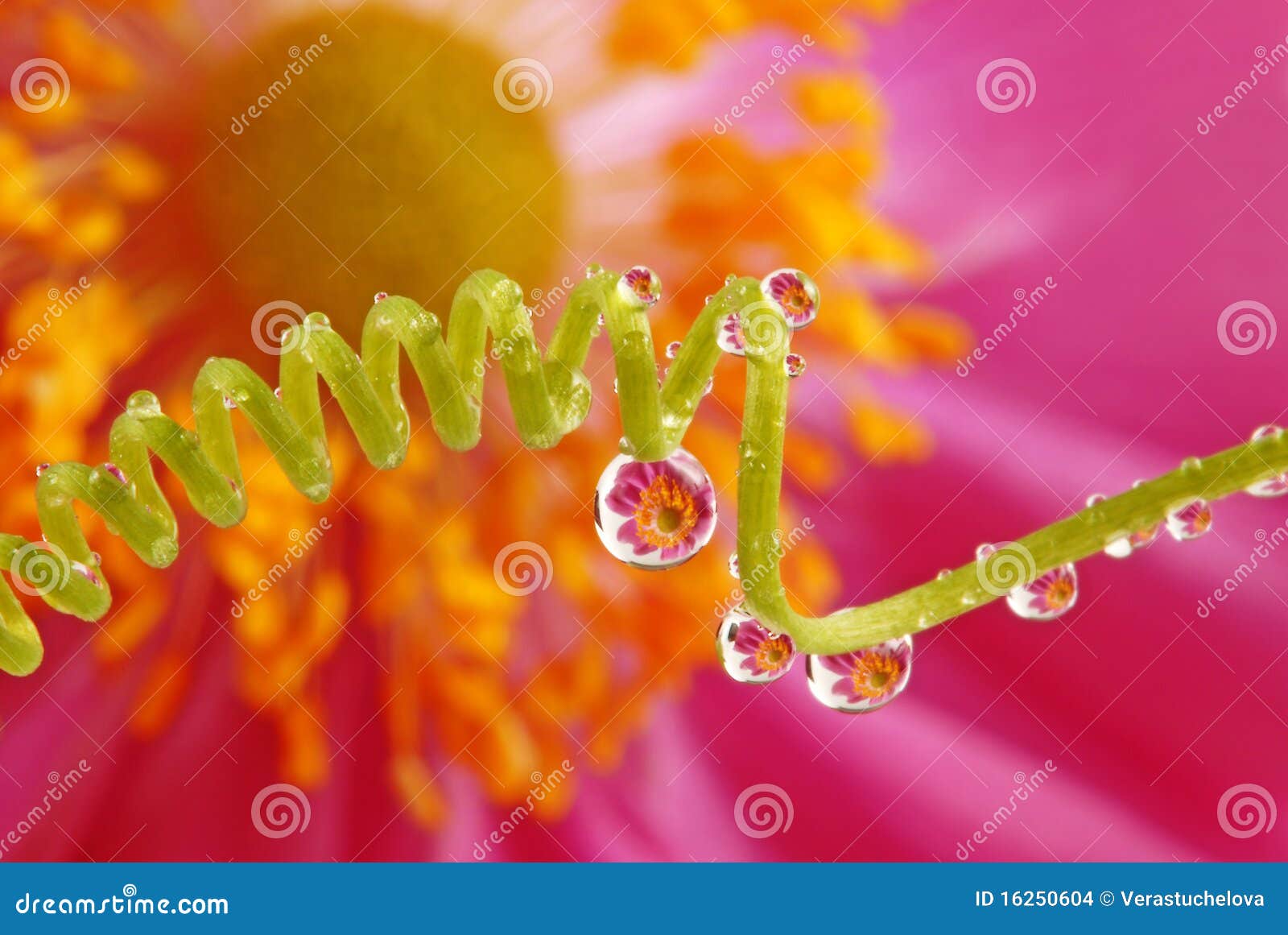 Drops and flower stock photo. Image of beautiful, clear - 16250604