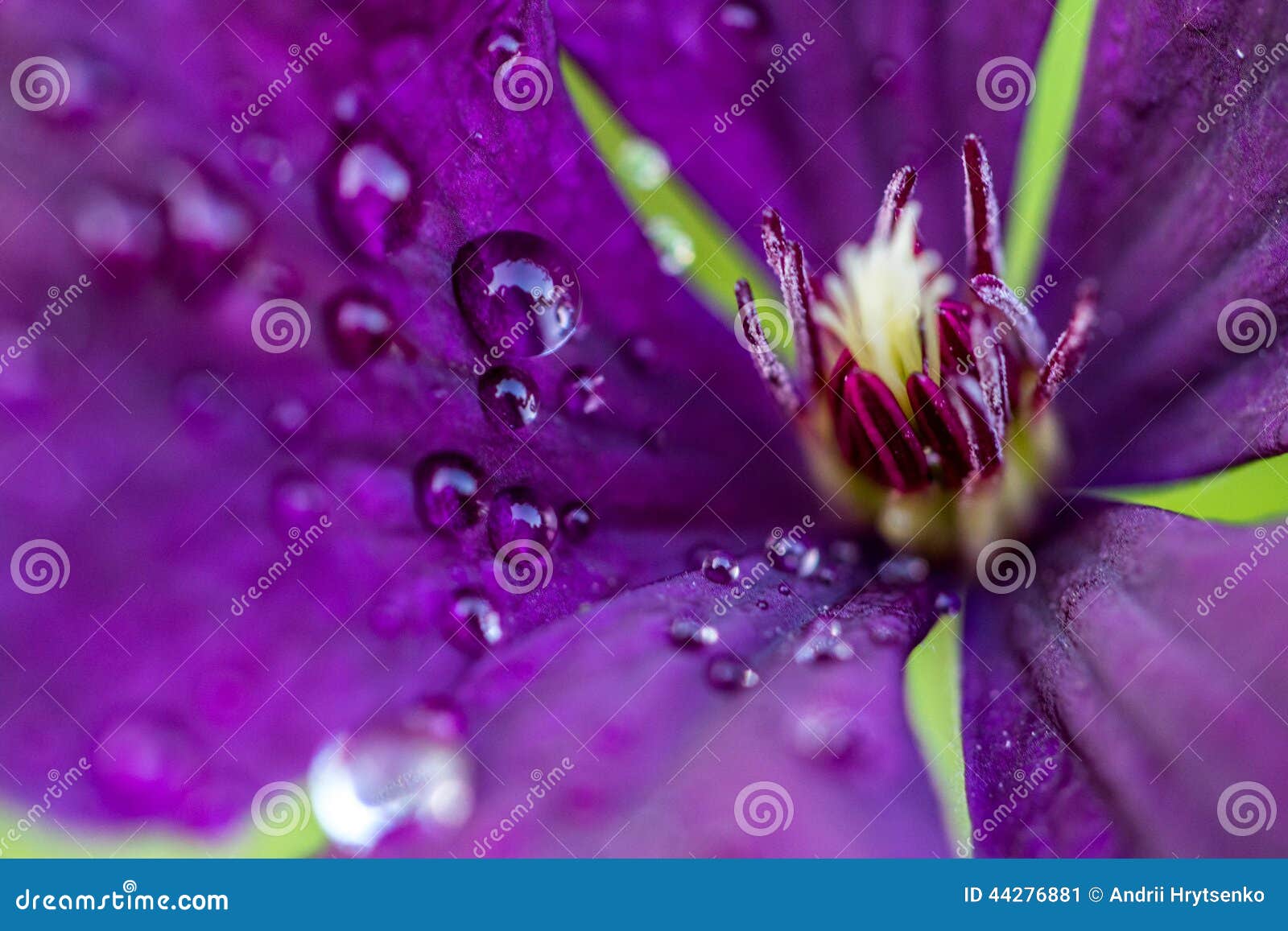 Drops on a flower stock image. Image of petal, single - 44276881