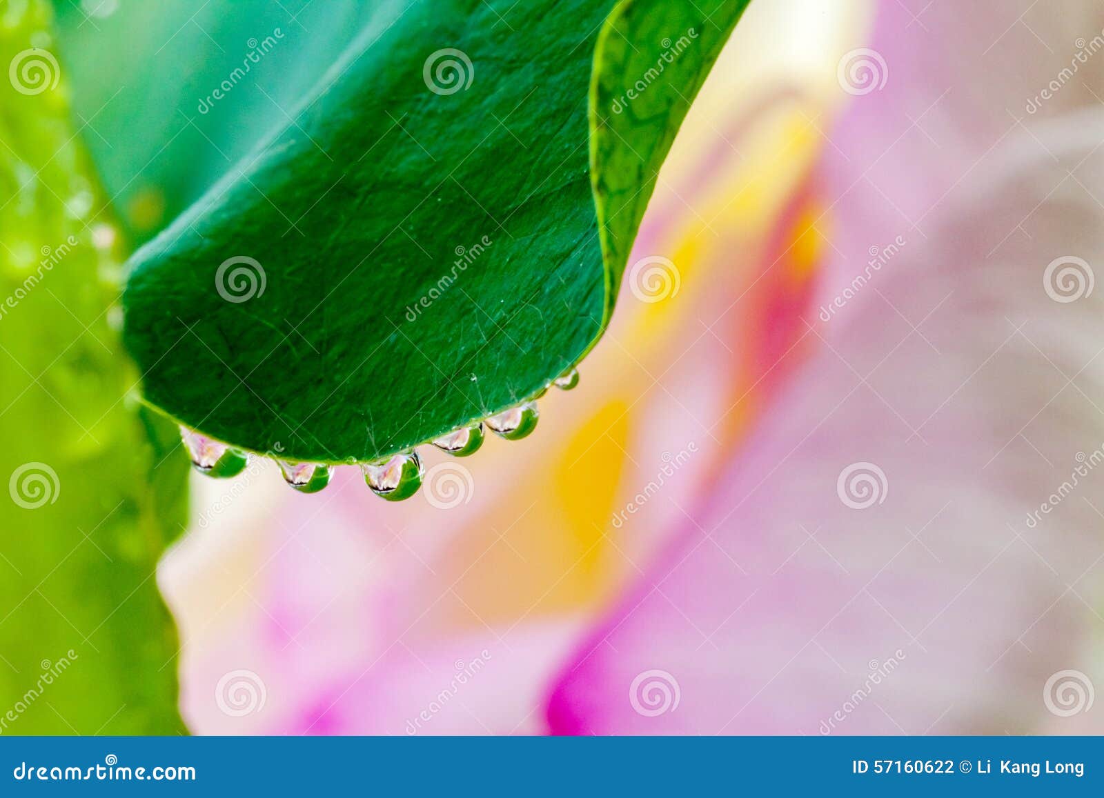 Drops stock photo. Image of abstract, rain, foliar, color - 57160622