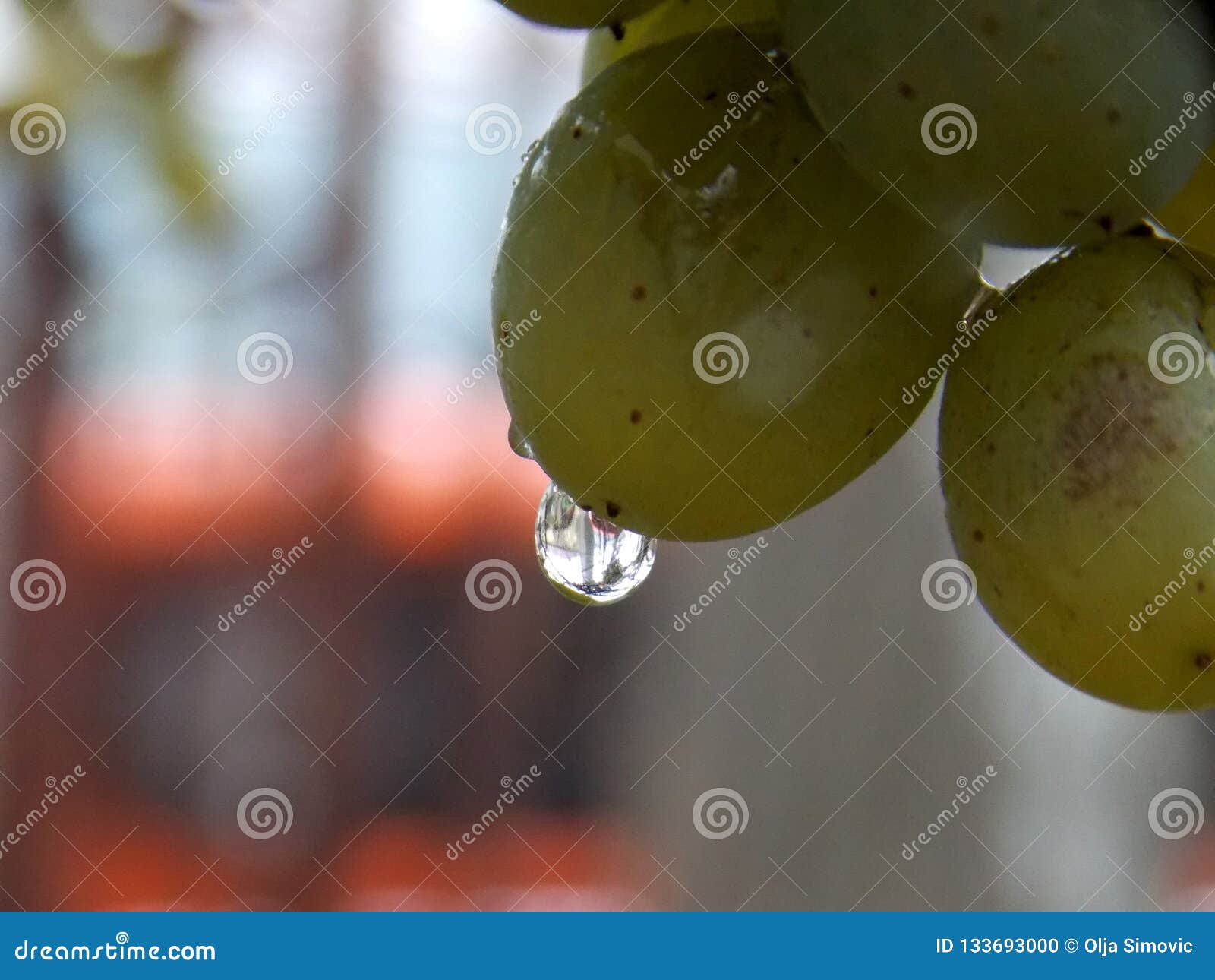 Drops on the grapes stock photo. Image of drops, nature - 133693000