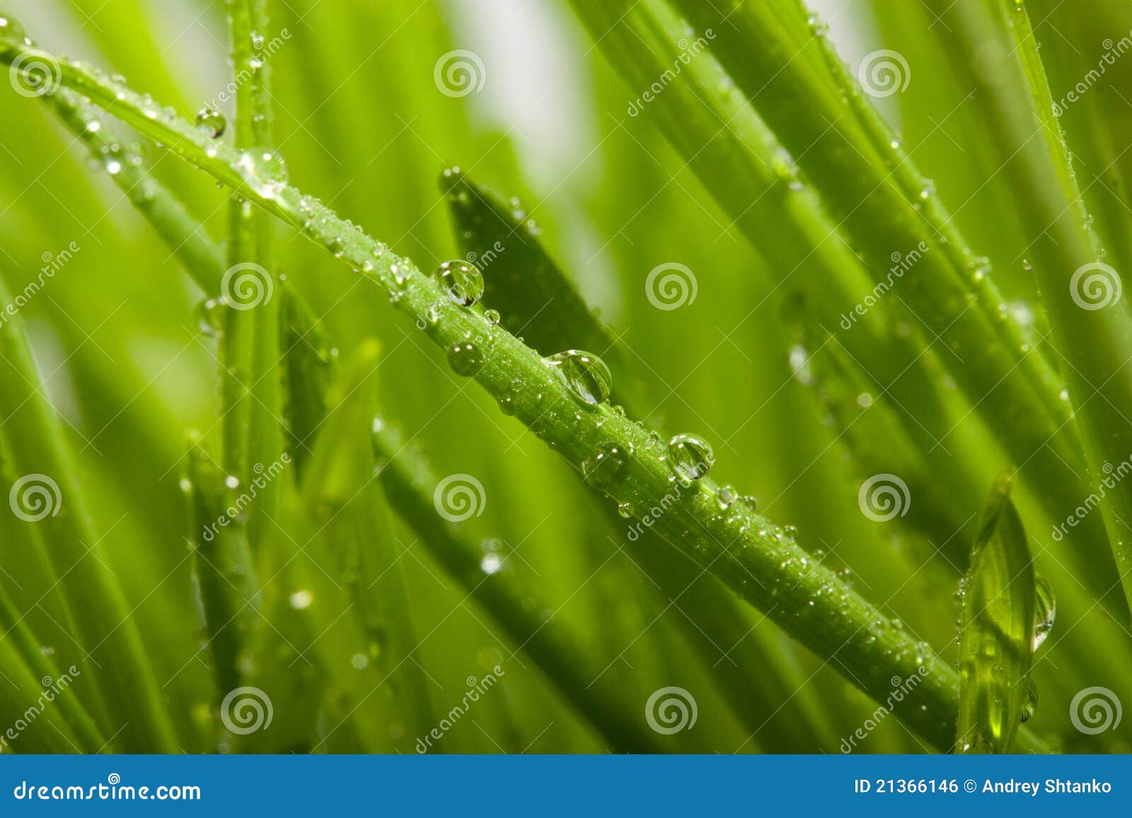 Drops on grass stock photo. Image of bright, drop, closeup - 21366146