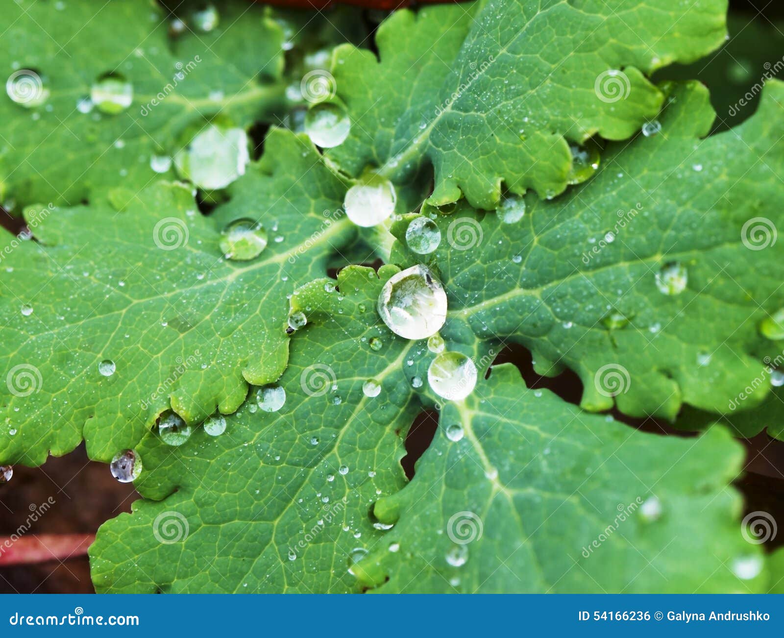 Drops stock photo. Image of outdoor, grow, droplet, clean - 54166236