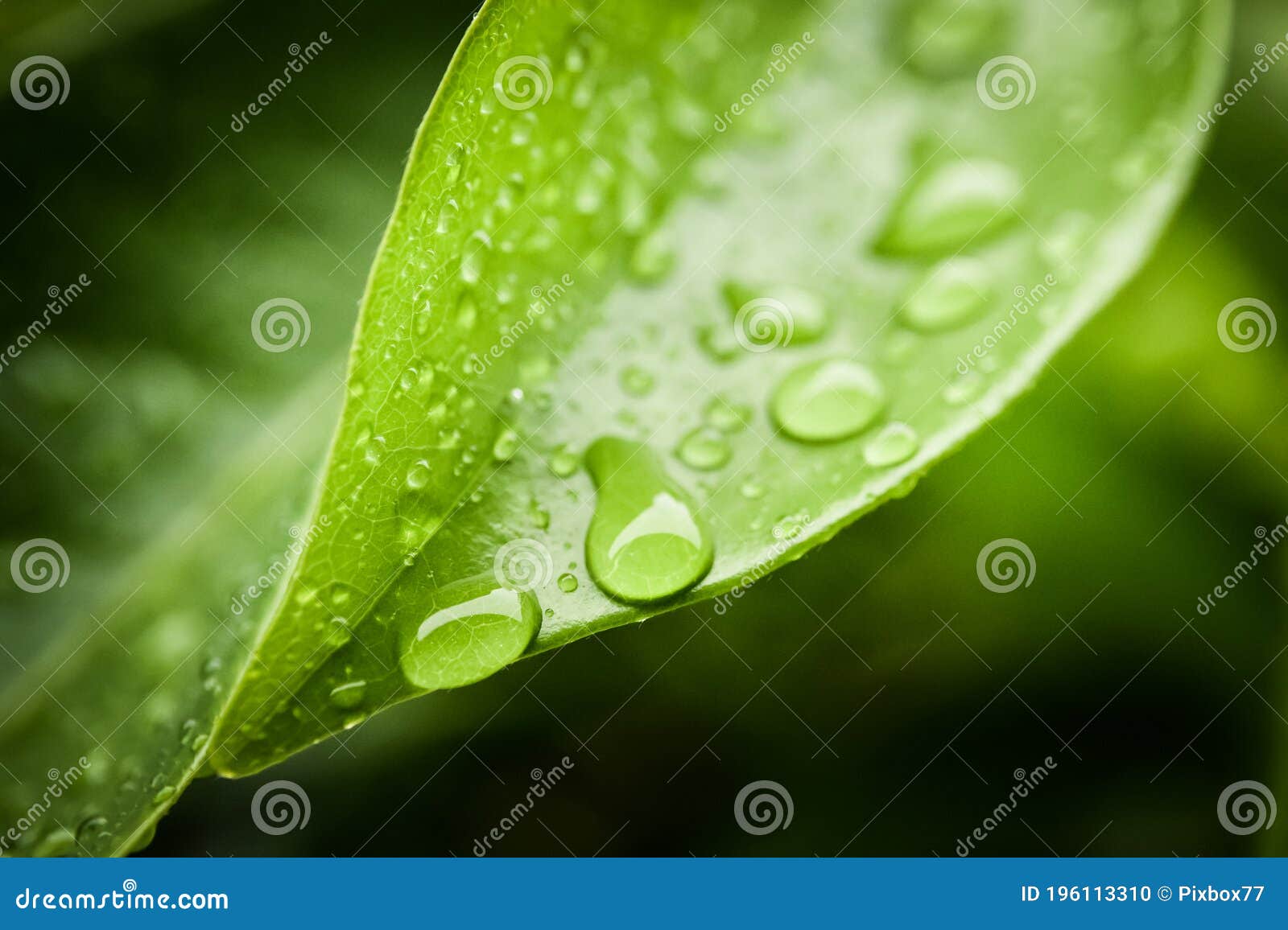 Drops on Green Leaf Close Up Shot Stock Photo - Image of fresh ...