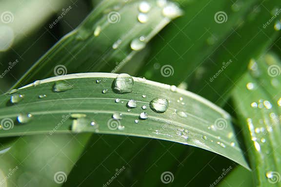 The Drops on the Green Leaf Stock Image - Image of bokeh, leaf: 120020671