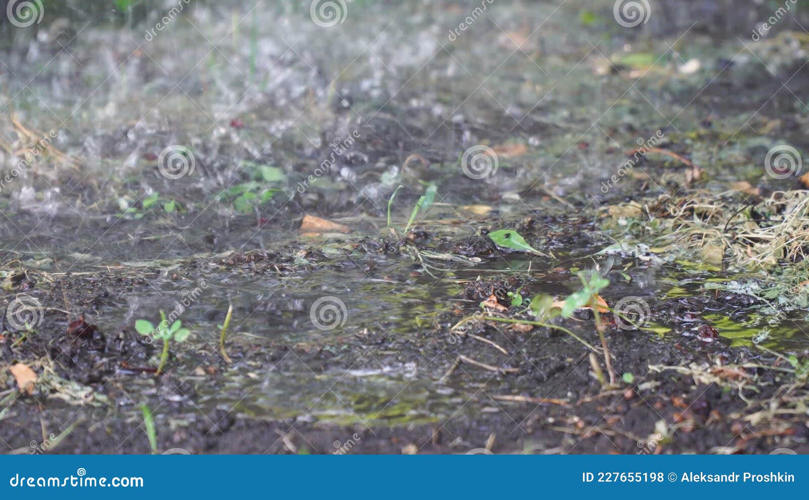 Drops of Heavy Rain Fall into a Puddle and on Wet Ground Stock Footage ...