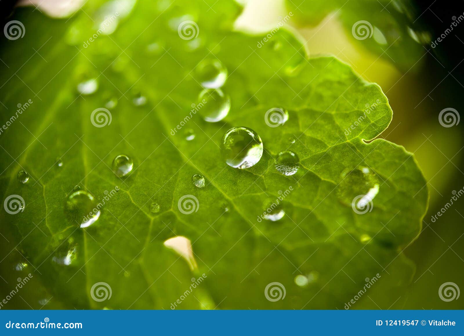 Drops on a leaf stock image. Image of full, epidermis - 12419547