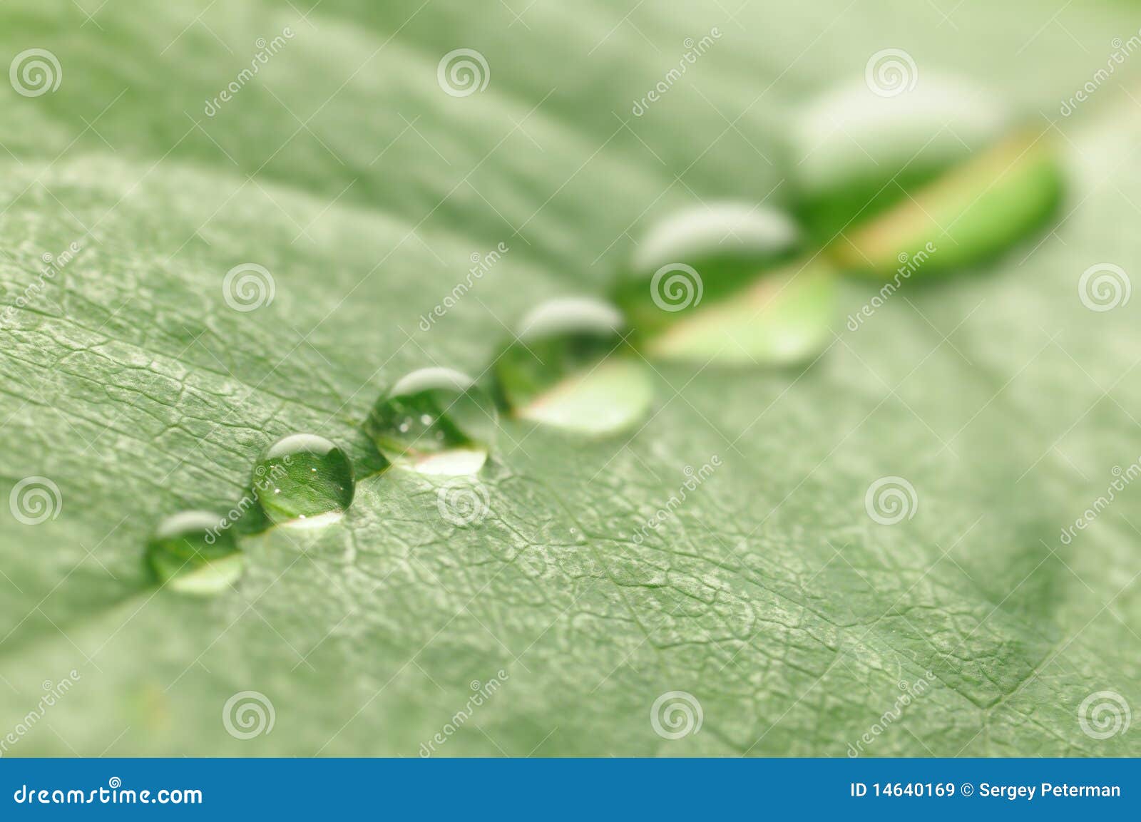 Drops on a leaf stock image. Image of freshness, drop - 14640169