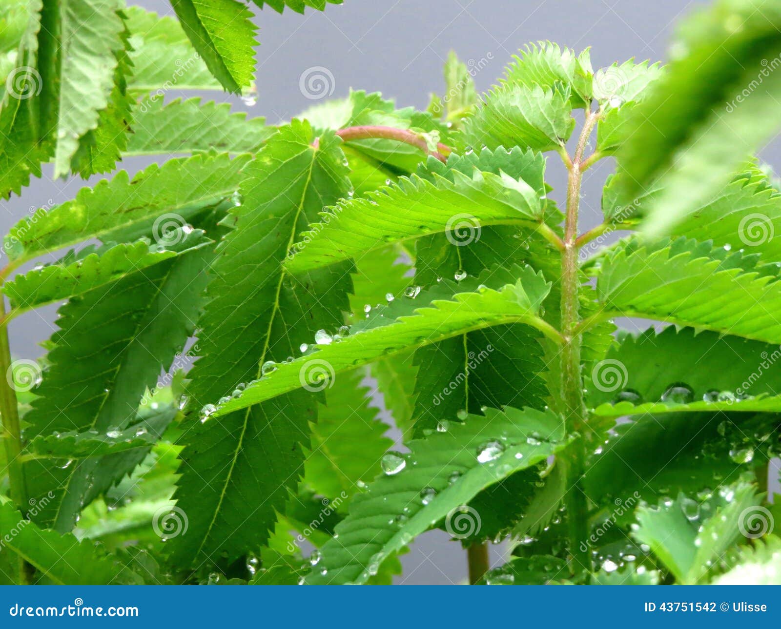 Drops and leaf stock photo. Image of drops, meadow, color - 43751542