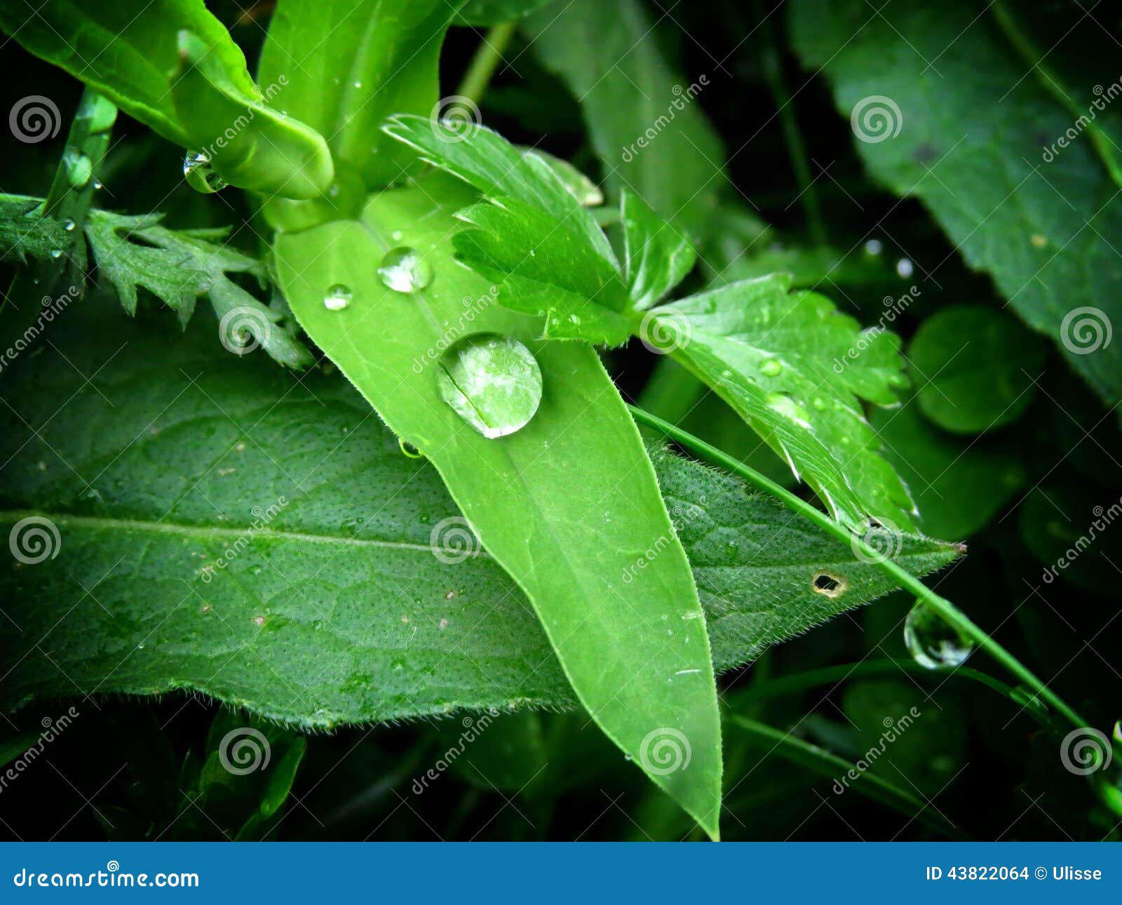 Drops and leaf stock photo. Image of clean, drops, fresh - 43822064
