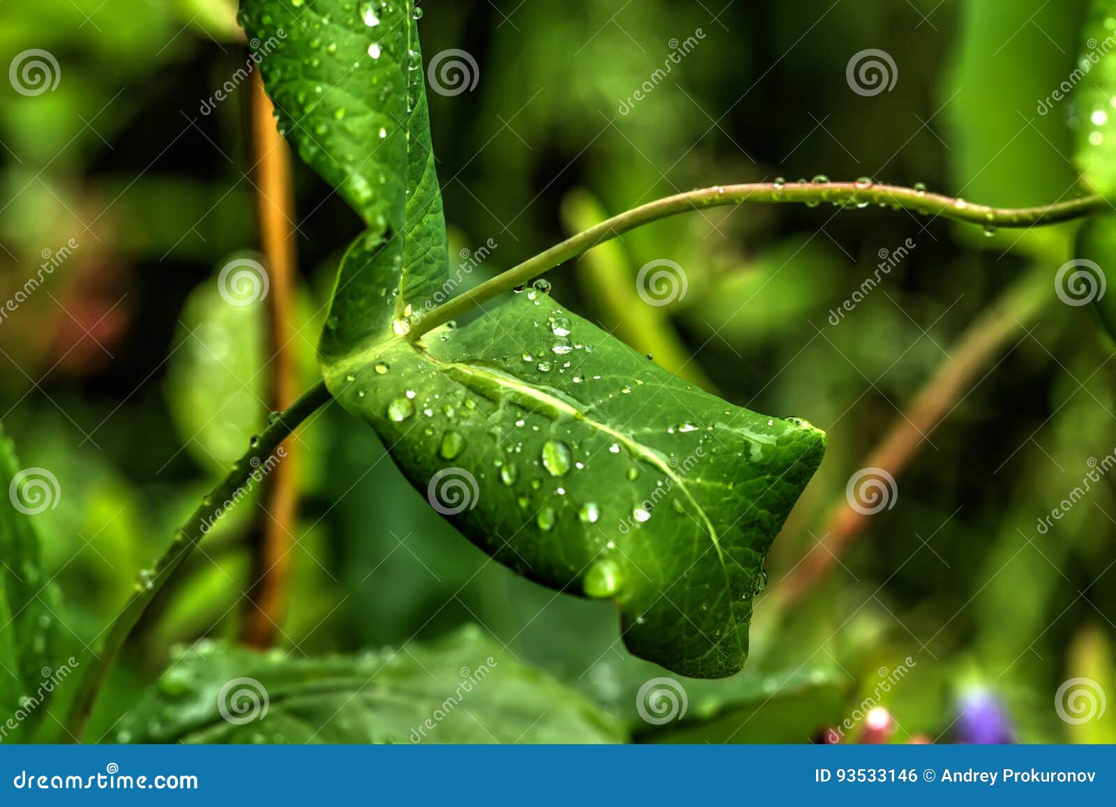 Drops. a leaf of a plant. stock photo. Image of environmental - 93533146