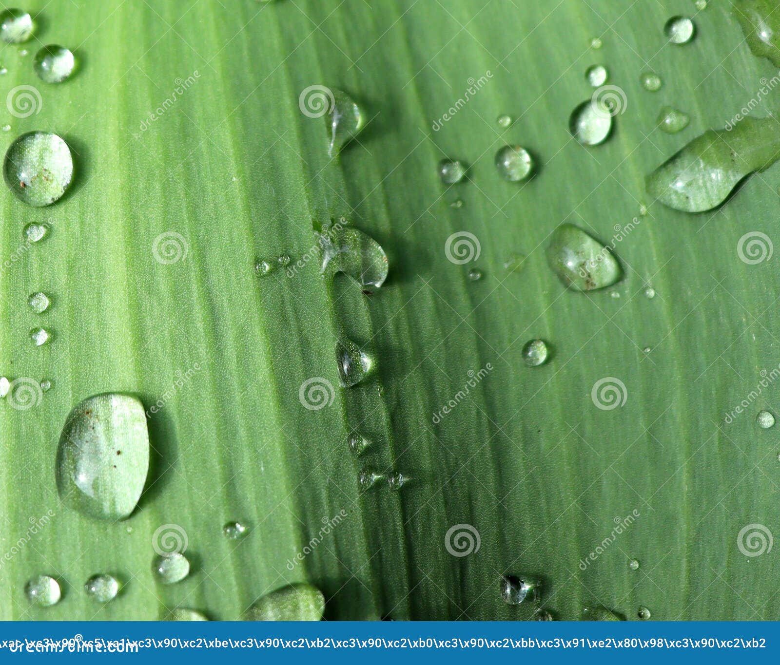 Drops on Leaf Surface. Natural Texture Background. Drop Backdrop Stock ...