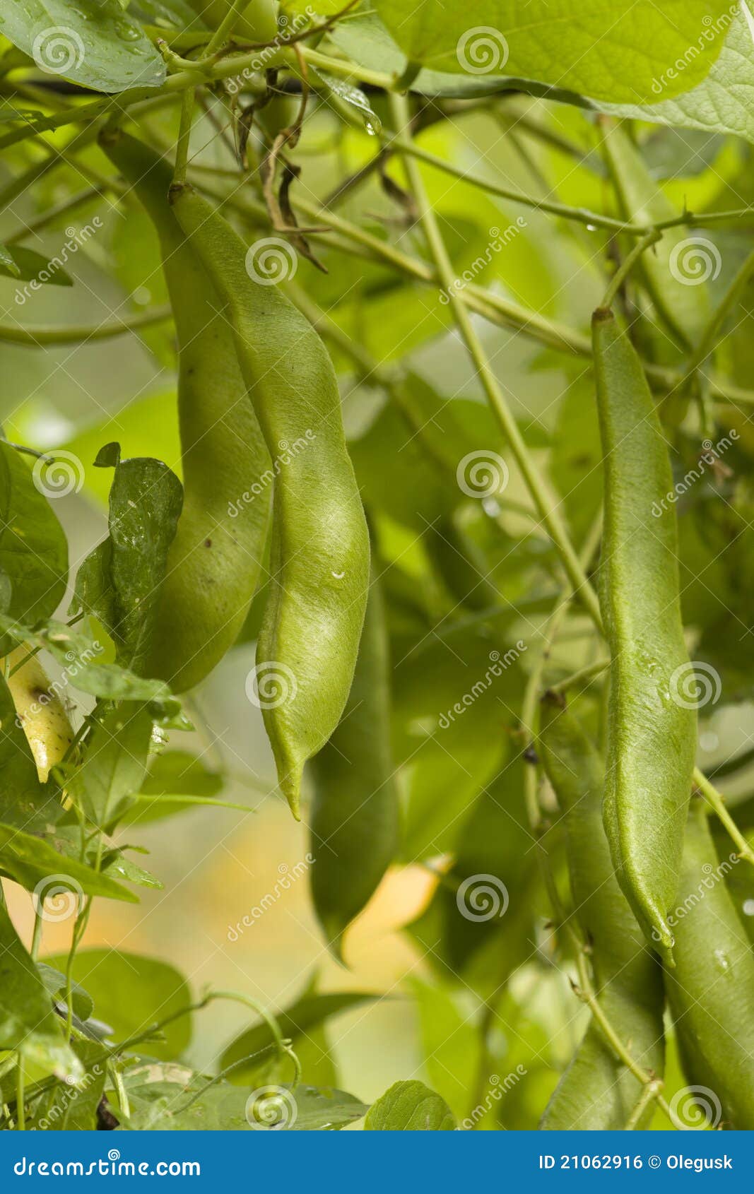 Drops Leaves Vegetables Beans Stock Photo - Image of autumn, leaves ...