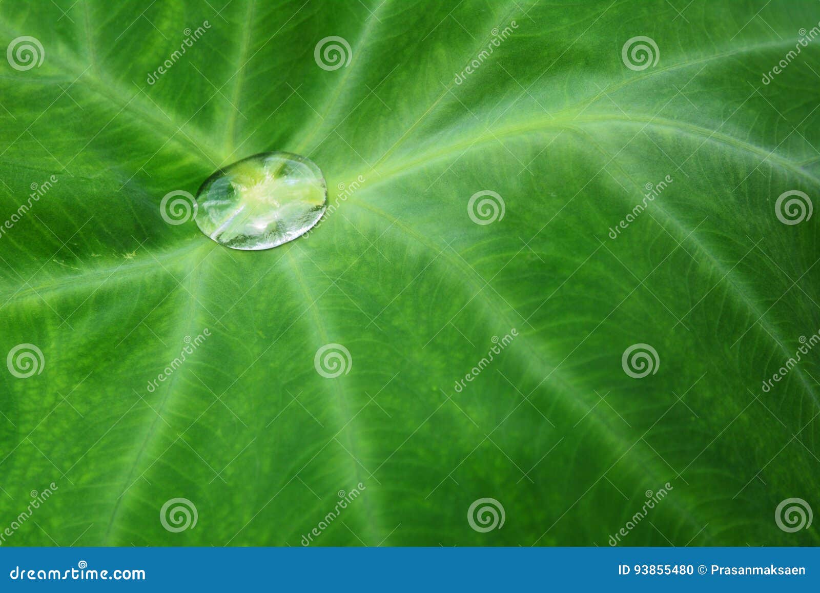 Drops stock photo. Image of droplet, leaves, beautiful - 93855480