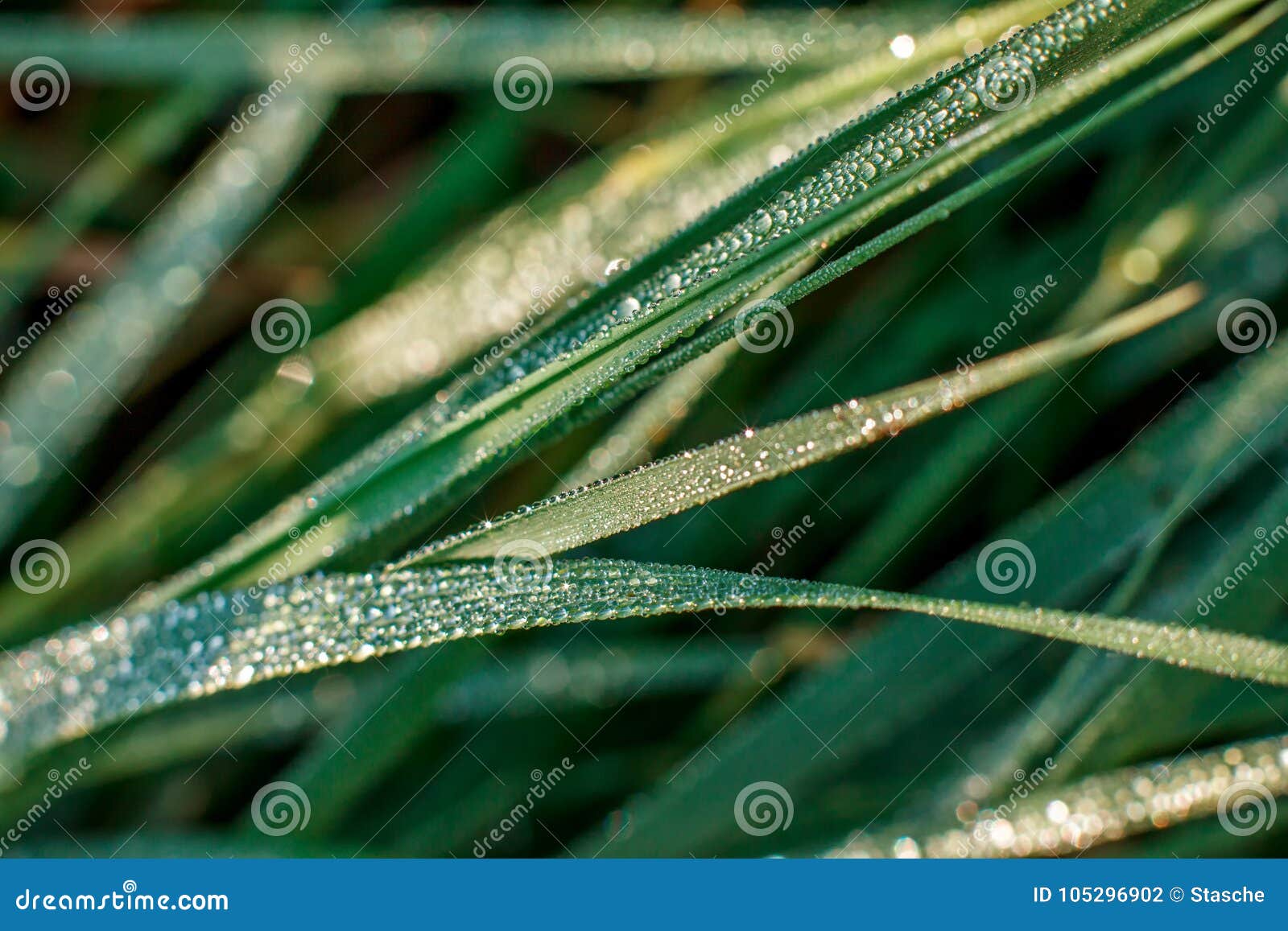 Drops of Morning Dew on Green Grass in the Morning Sun Rays Close-up ...