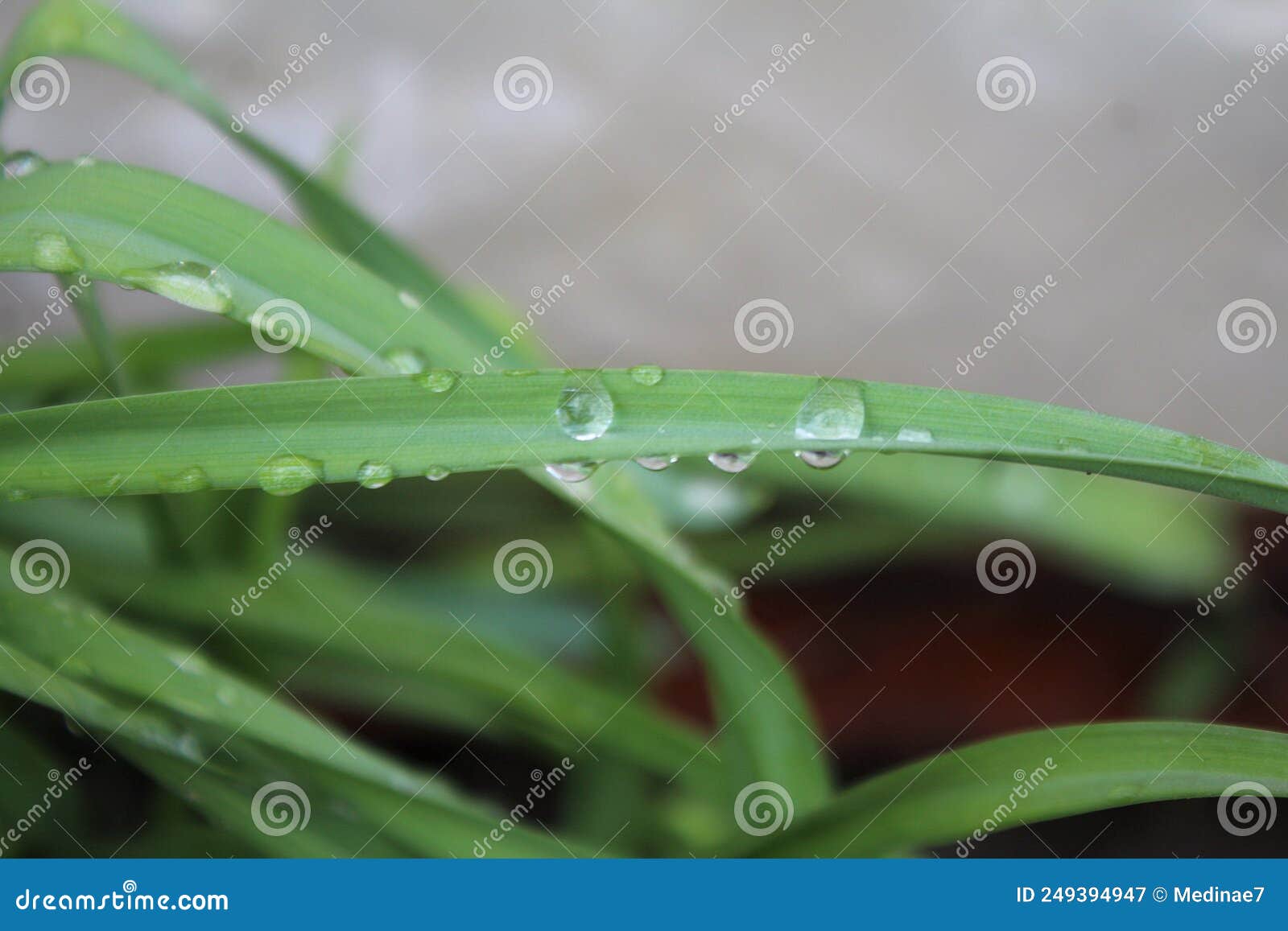 Drops of Morning Dew on a Green Leaf Stock Image - Image of petal, drop ...