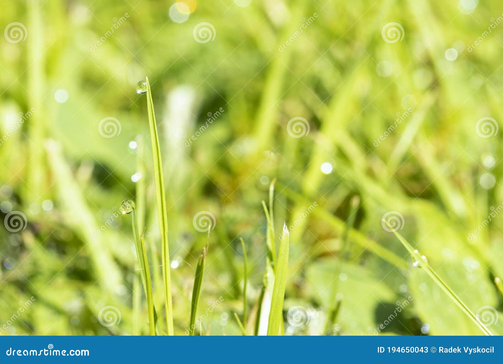 Drops of Morning Dew on the Leaves of Grass with Reflections of the Sun ...