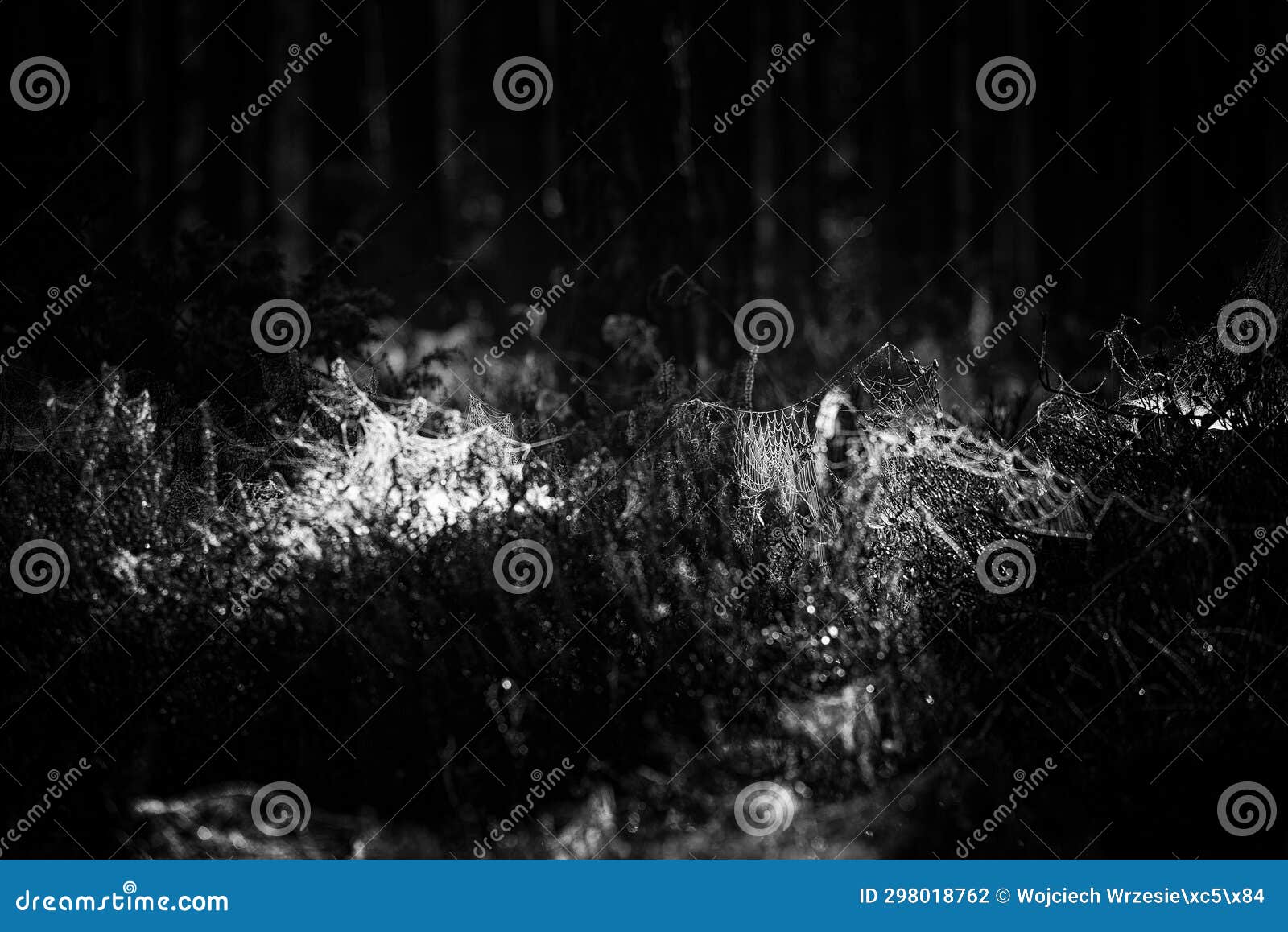 COBWEB stock photo. Image of phenomenon, drops, snare - 298018762