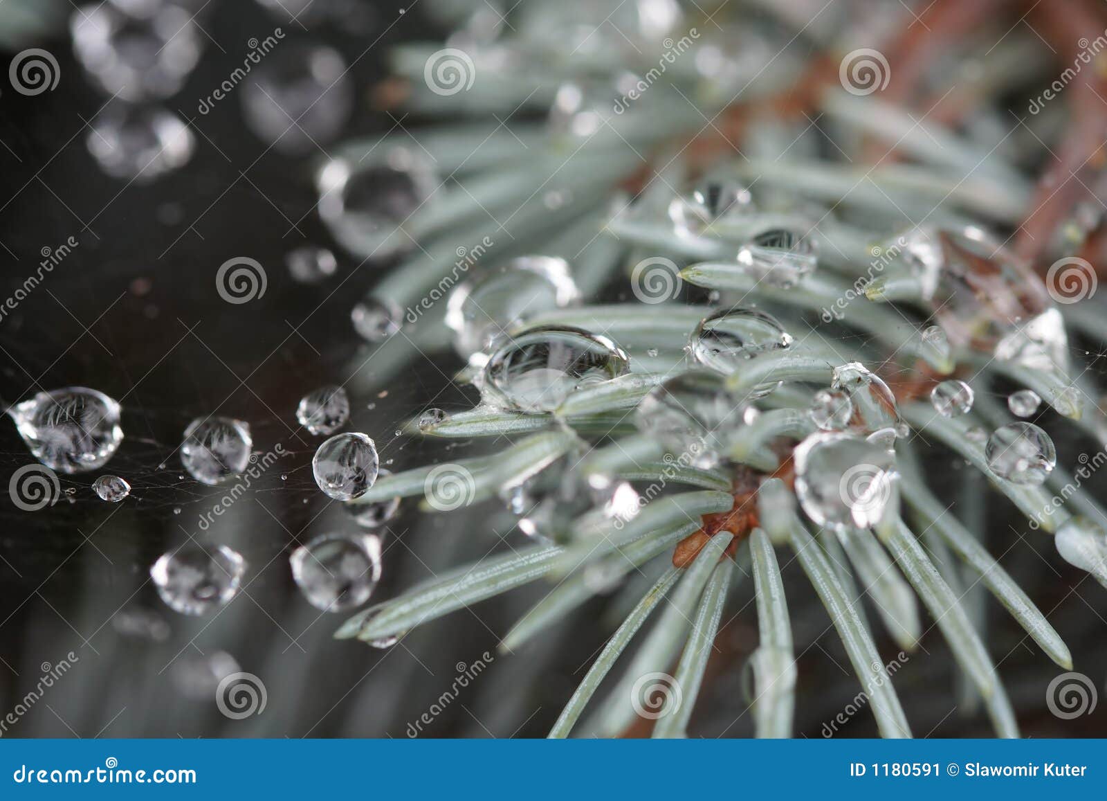 Drops - nature stock image. Image of natural, drops, green - 1180591