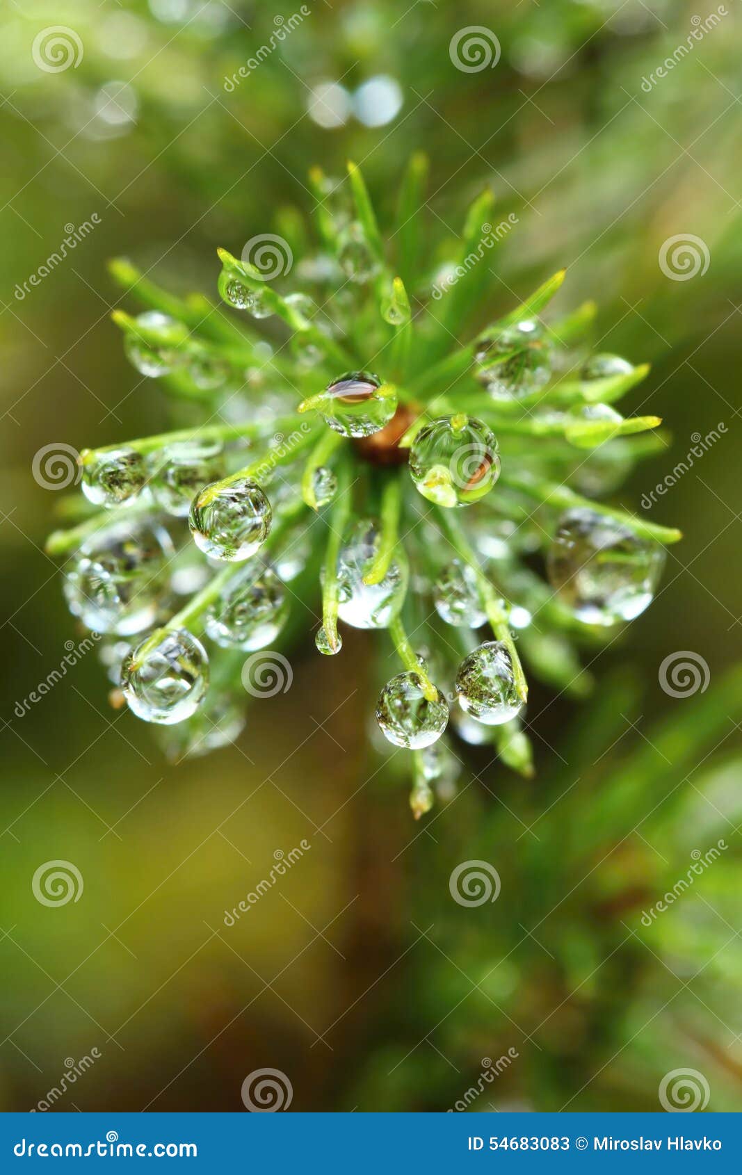 Drops on needles stock image. Image of raindrop, drop - 54683083