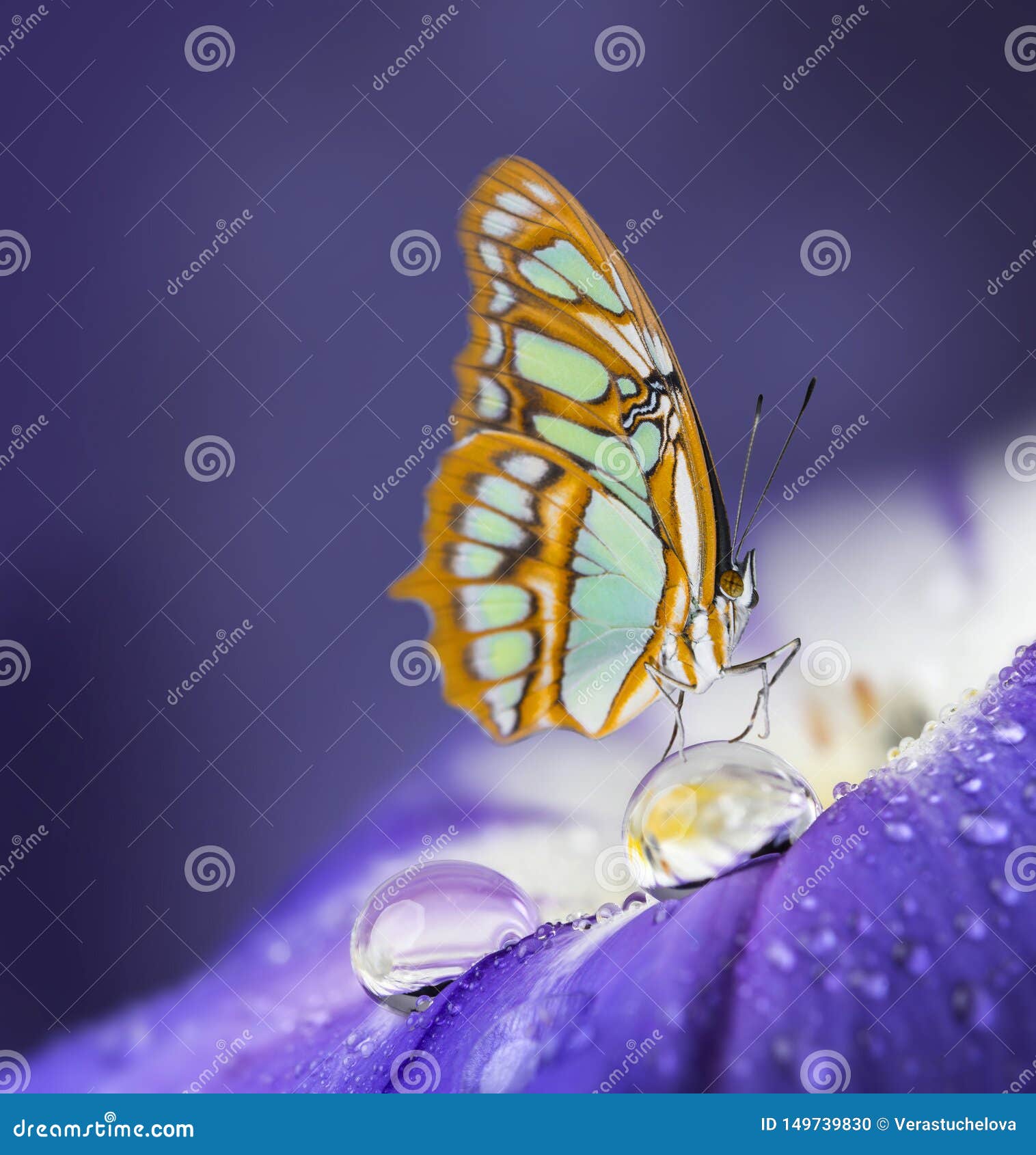 Drops and a nice butterfly stock photo. Image of leaves - 149739830