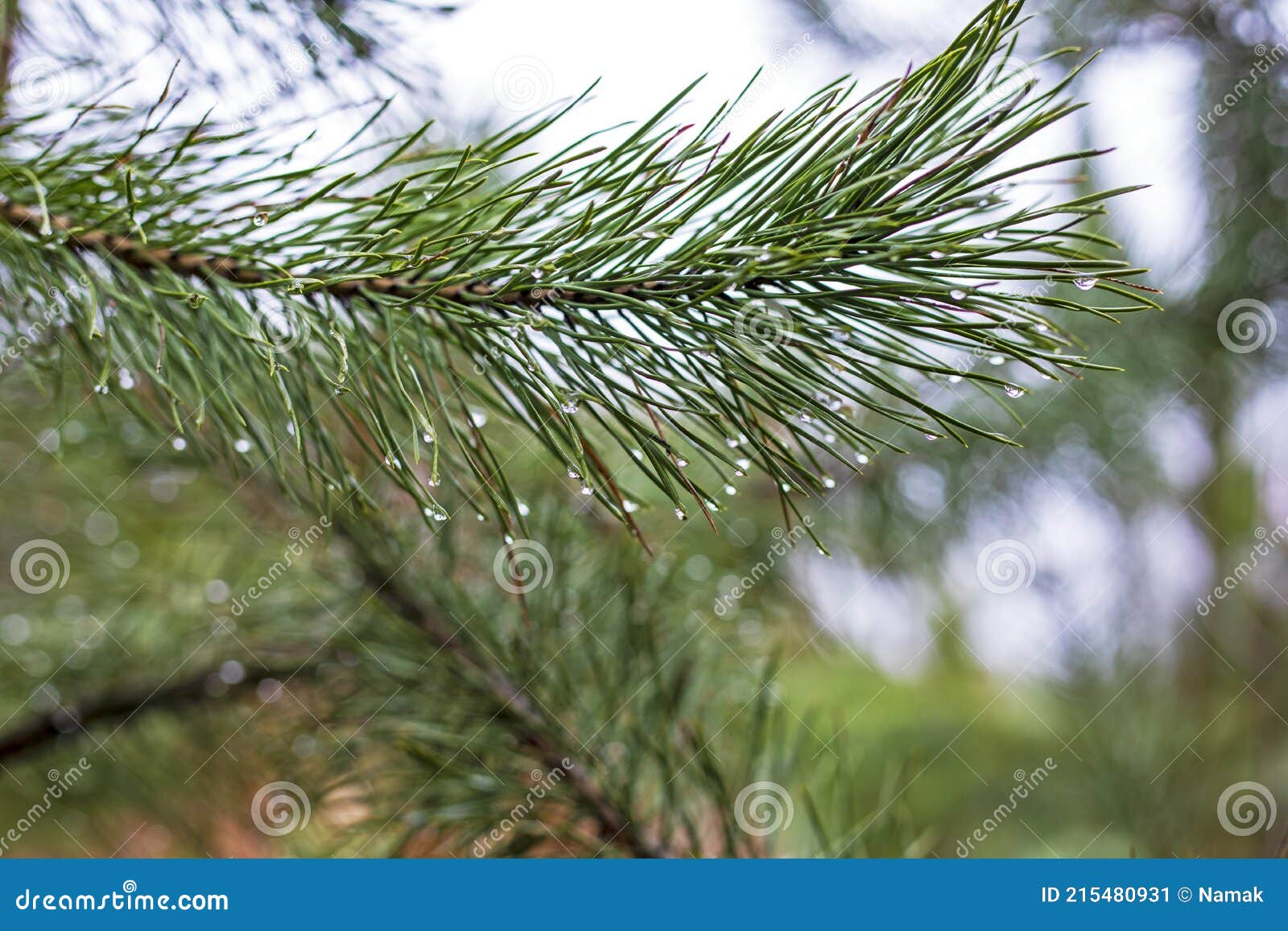 Drops on Pine Needles in the Forest after the Rain, Horizontal Stock ...