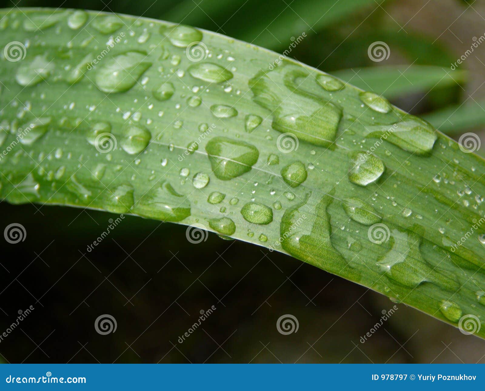 Drops of a rain stock image. Image of water, beautiful - 978797