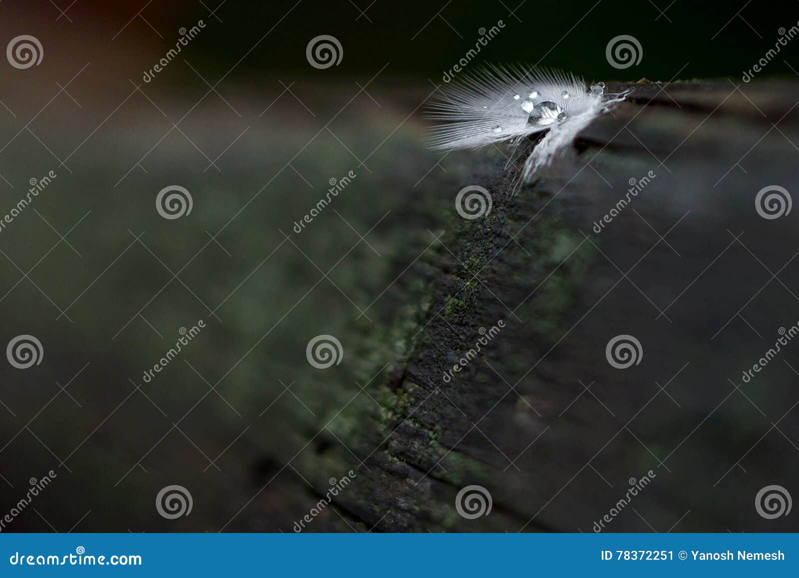Drops of of Rain on Bird Feathers Stock Image - Image of feather ...