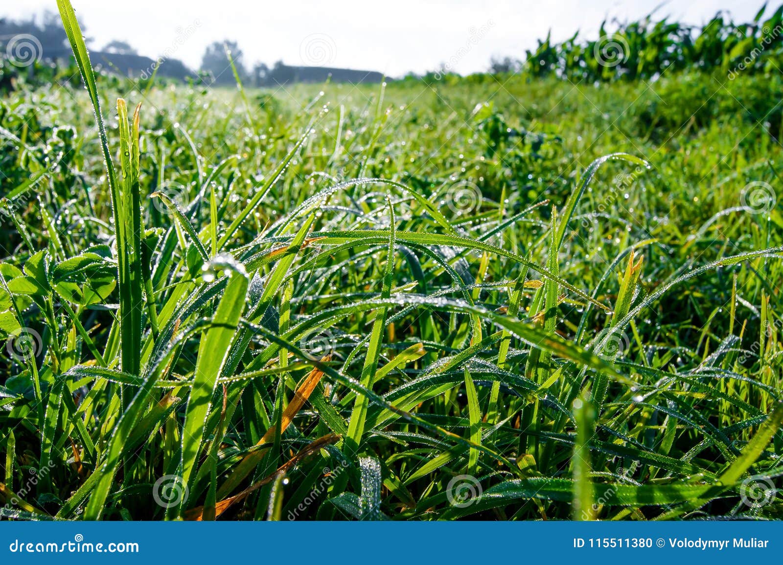 Drops of Rain on Grass. Summer Good Morning after Rain_ Stock Photo ...
