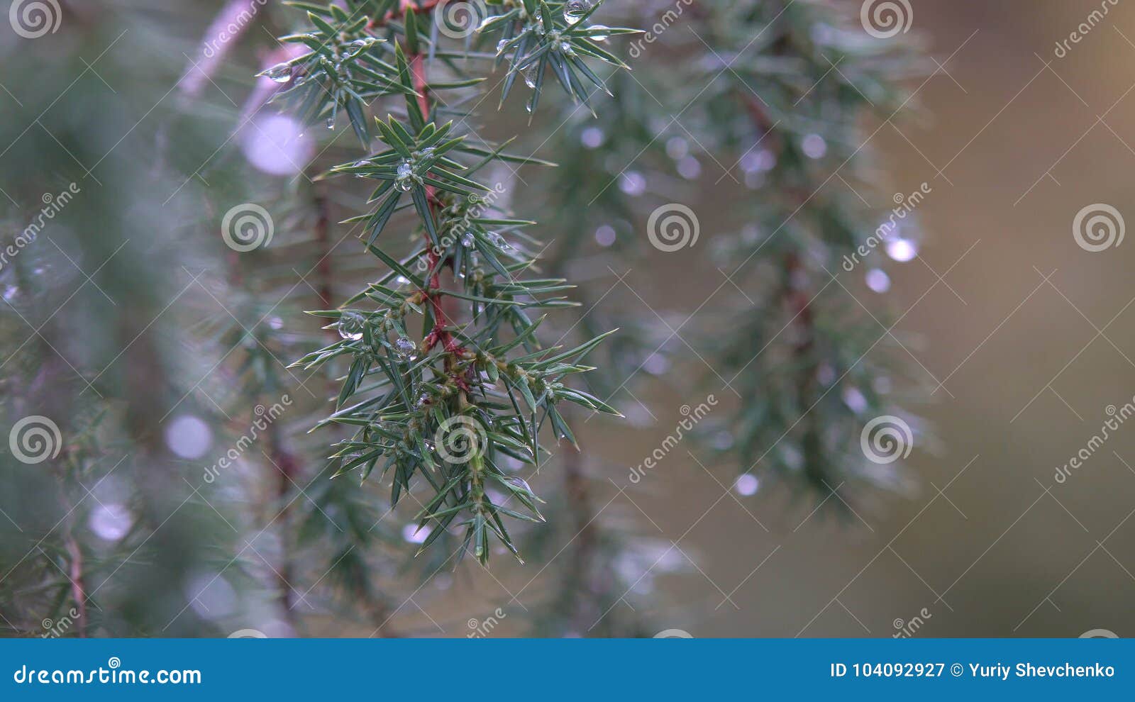 Drops of rain on needles stock video. Video of ecology - 104092927