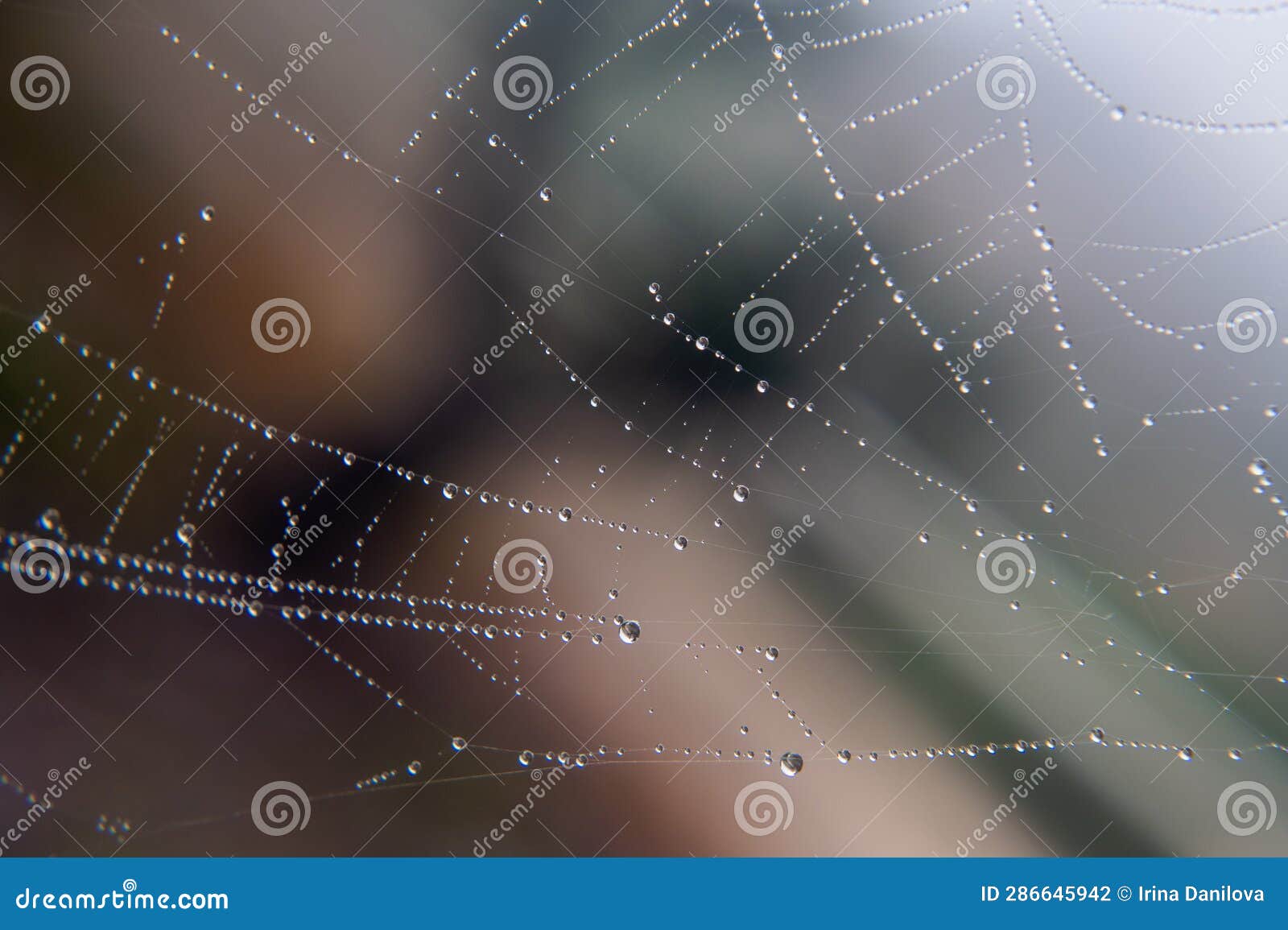 Wet cobweb stock photo. Image of spider, drops, symmetry - 286645942