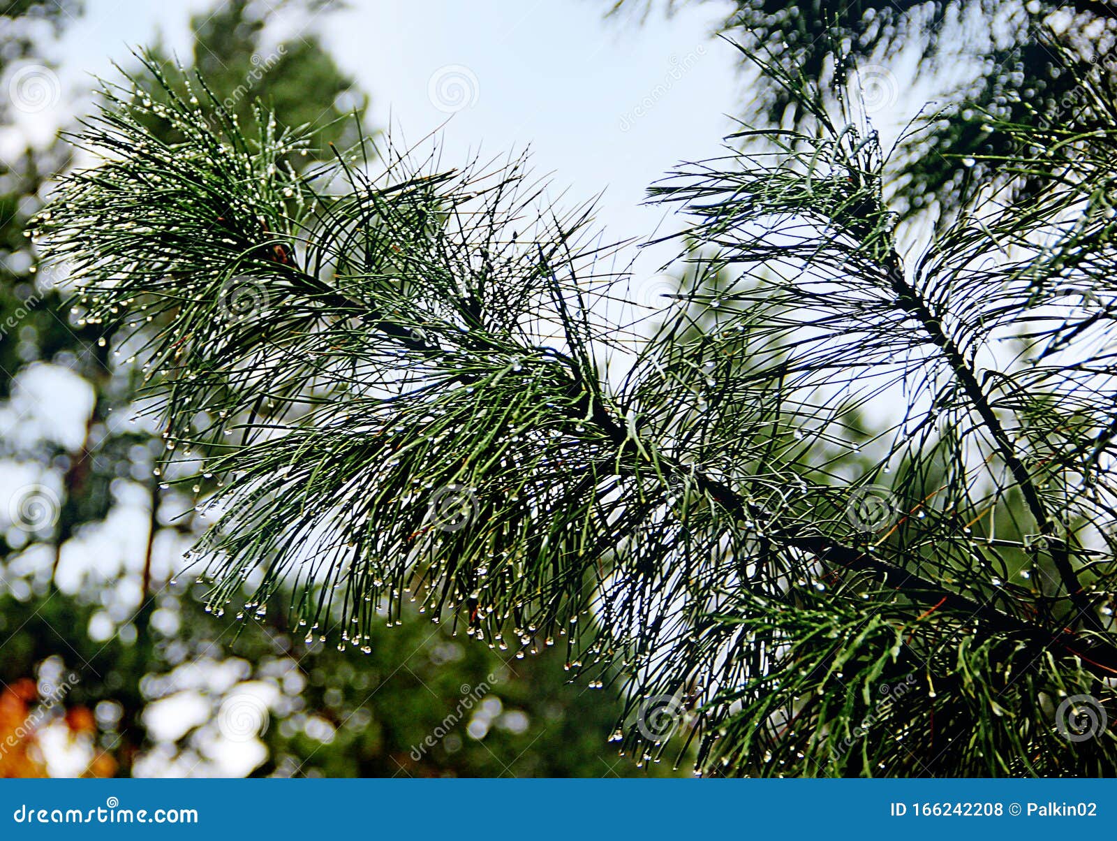 A Branch of Pine Tree with the Rain Drops Closeup Stock Photo - Image ...