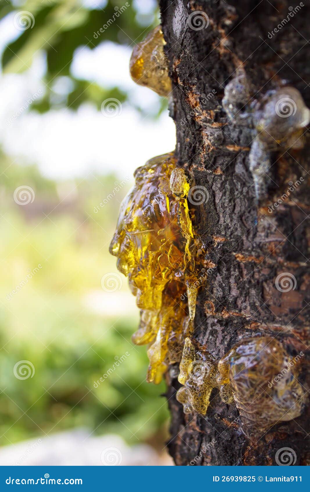 Drops of Resin on a Tree Trunk Stock Image - Image of sticky, bark ...