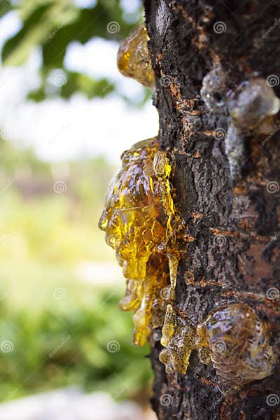 Drops of Resin on a Tree Trunk Stock Image - Image of sticky, bark ...
