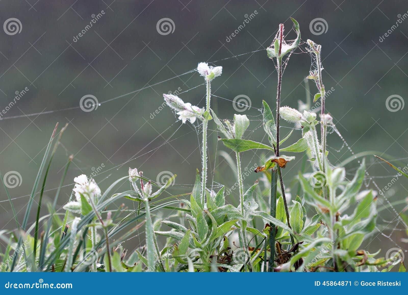 Spider And Web. Cobweb And Morning Dew. Shining Water Drops On ...