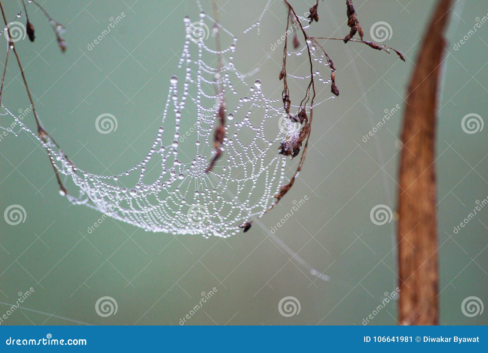 Drops on the Spider`s web. stock image. Image of garland - 106641981
