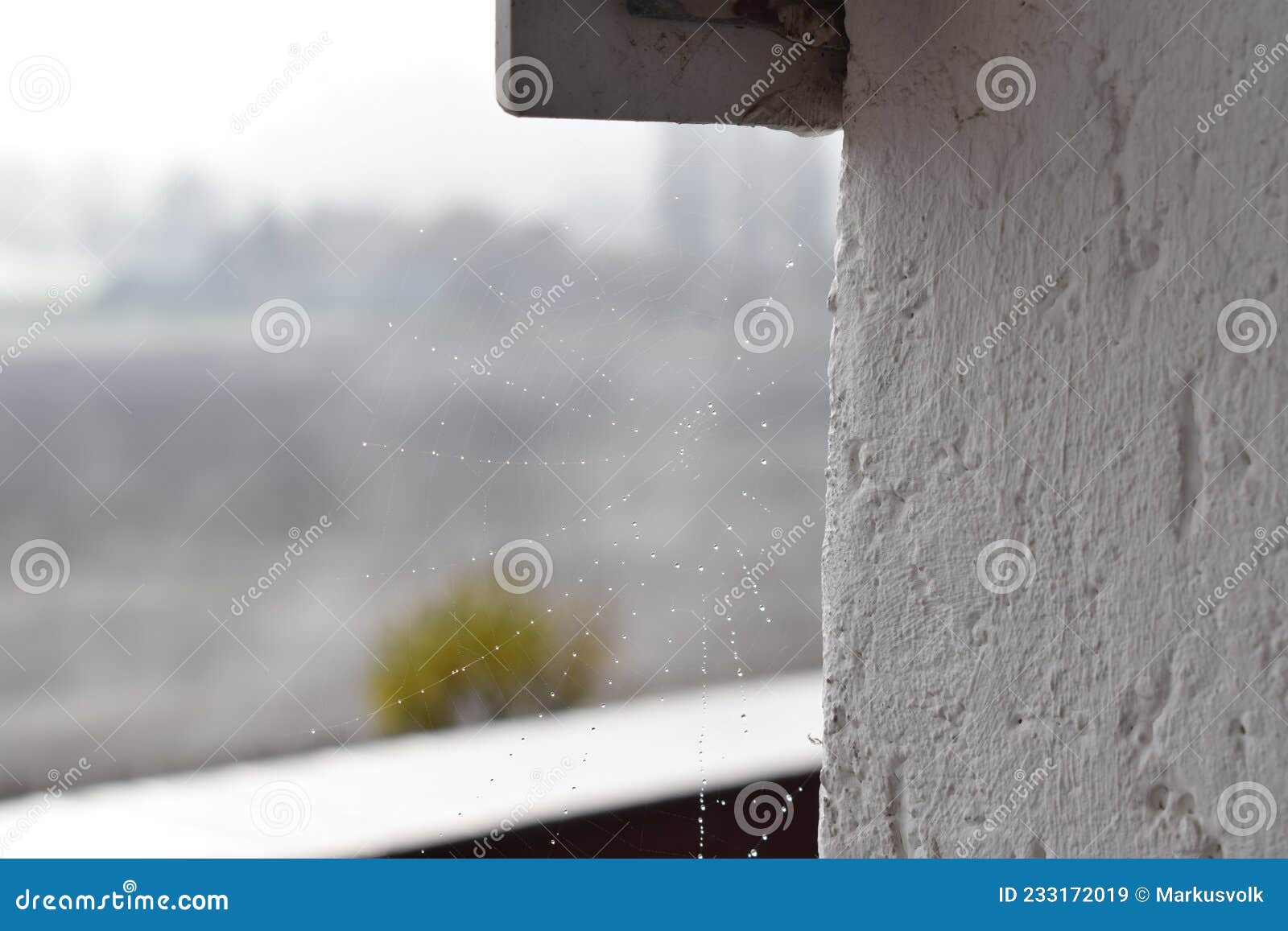 Drops on a spider web stock image. Image of wall, autumn - 233172019
