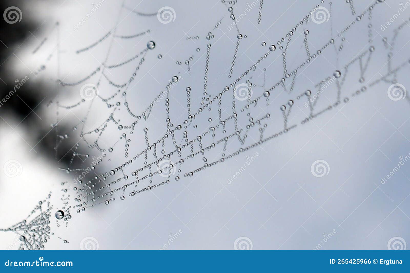 Drops on Spider Web the Drops Formed on a Spider`s Web Wet with Dew ...