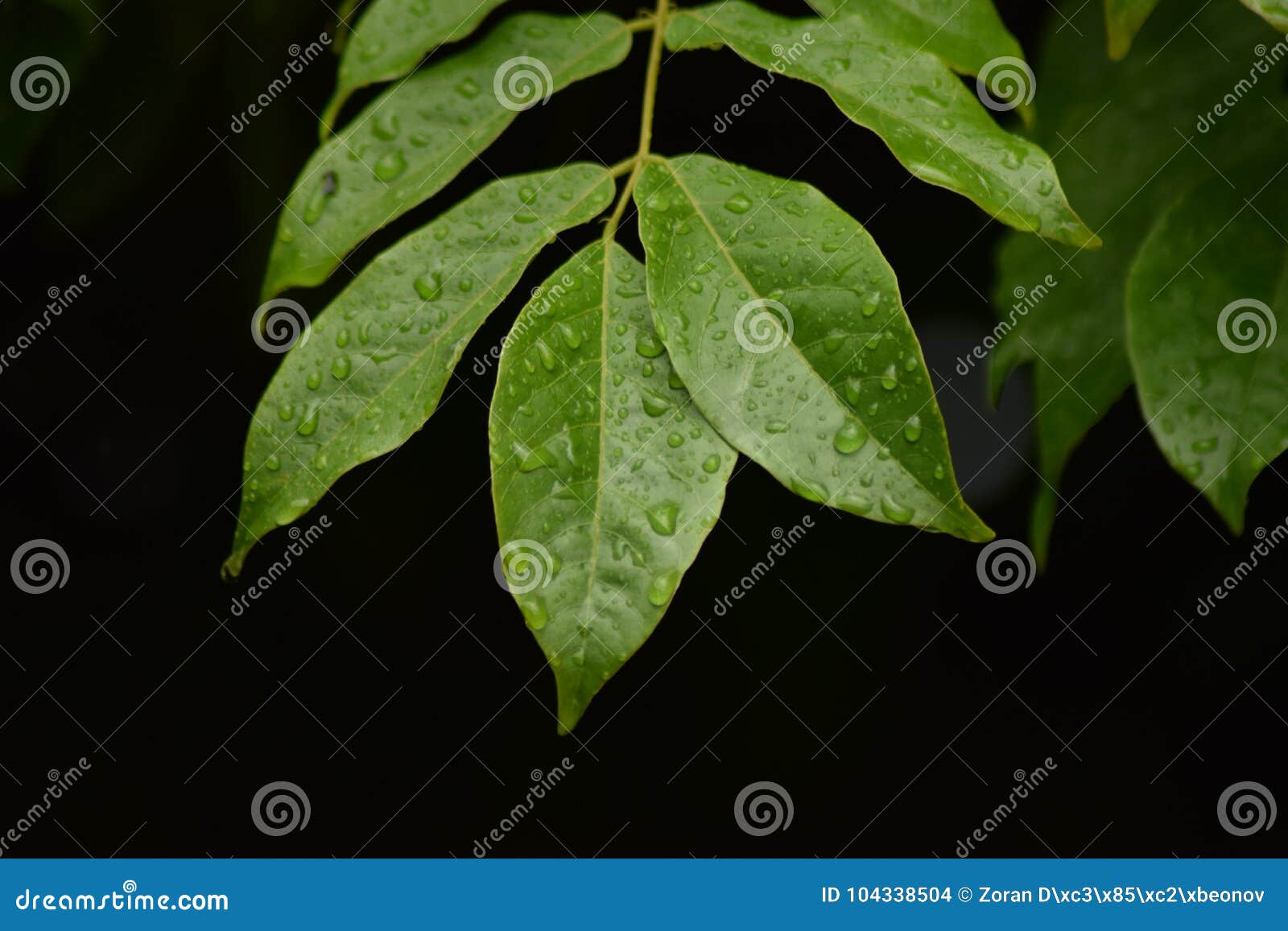 Spring rain on greenery stock photo. Image of enjoys - 104338504