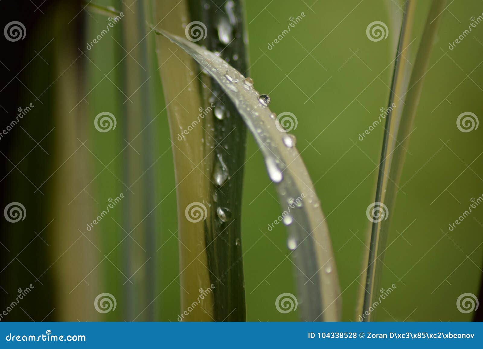 Spring Rain on Greenery, in the Garden Stock Photo - Image of garden ...