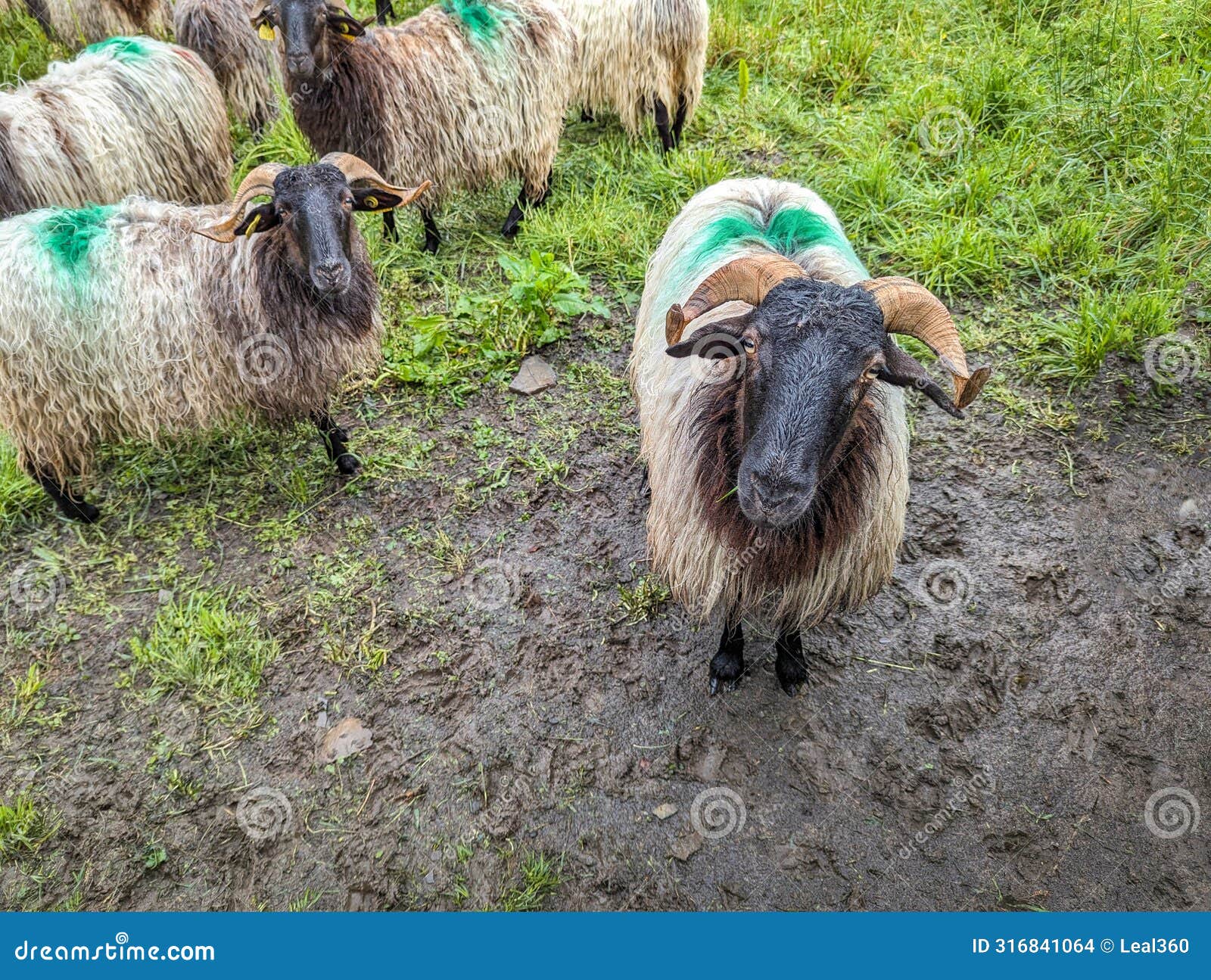Between the Drops of the Storm: Sheep Soaked in the Muddy Pasture Stock ...
