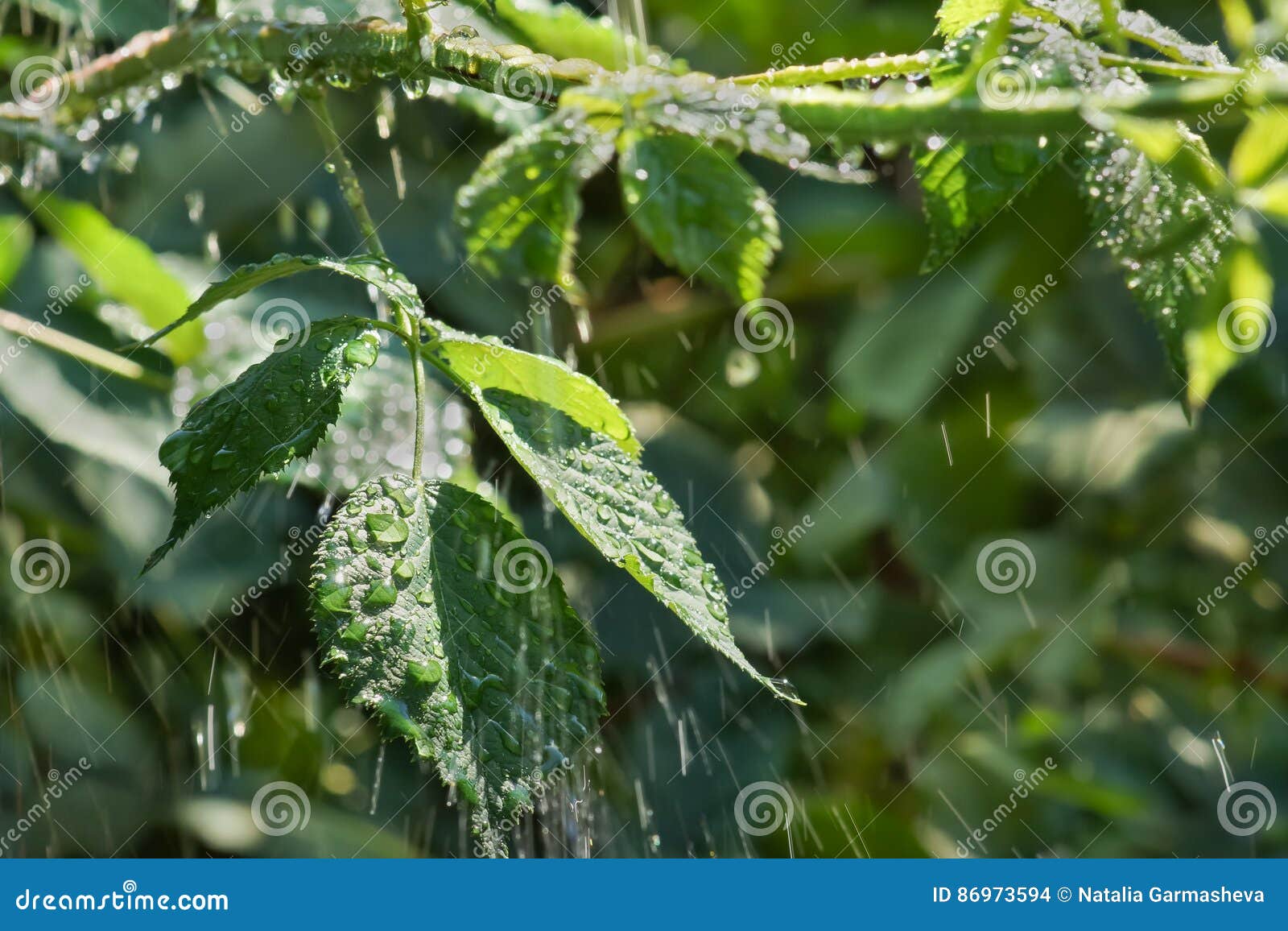 Drops of Summer Rain on the Leaves Stock Photo - Image of drop, color ...