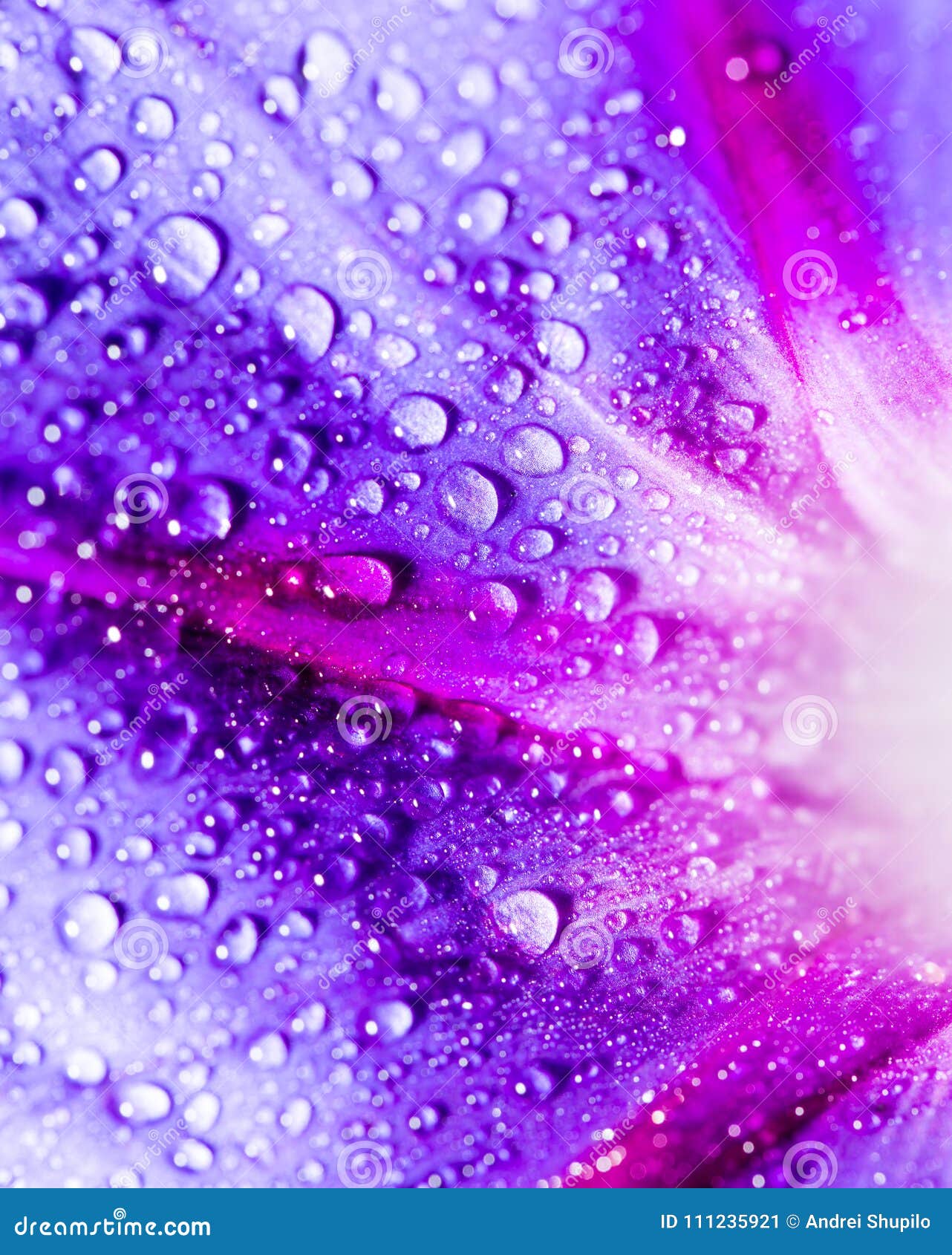 Drops of Water on a Blue Flower Stock Image - Image of droplet, fresh ...
